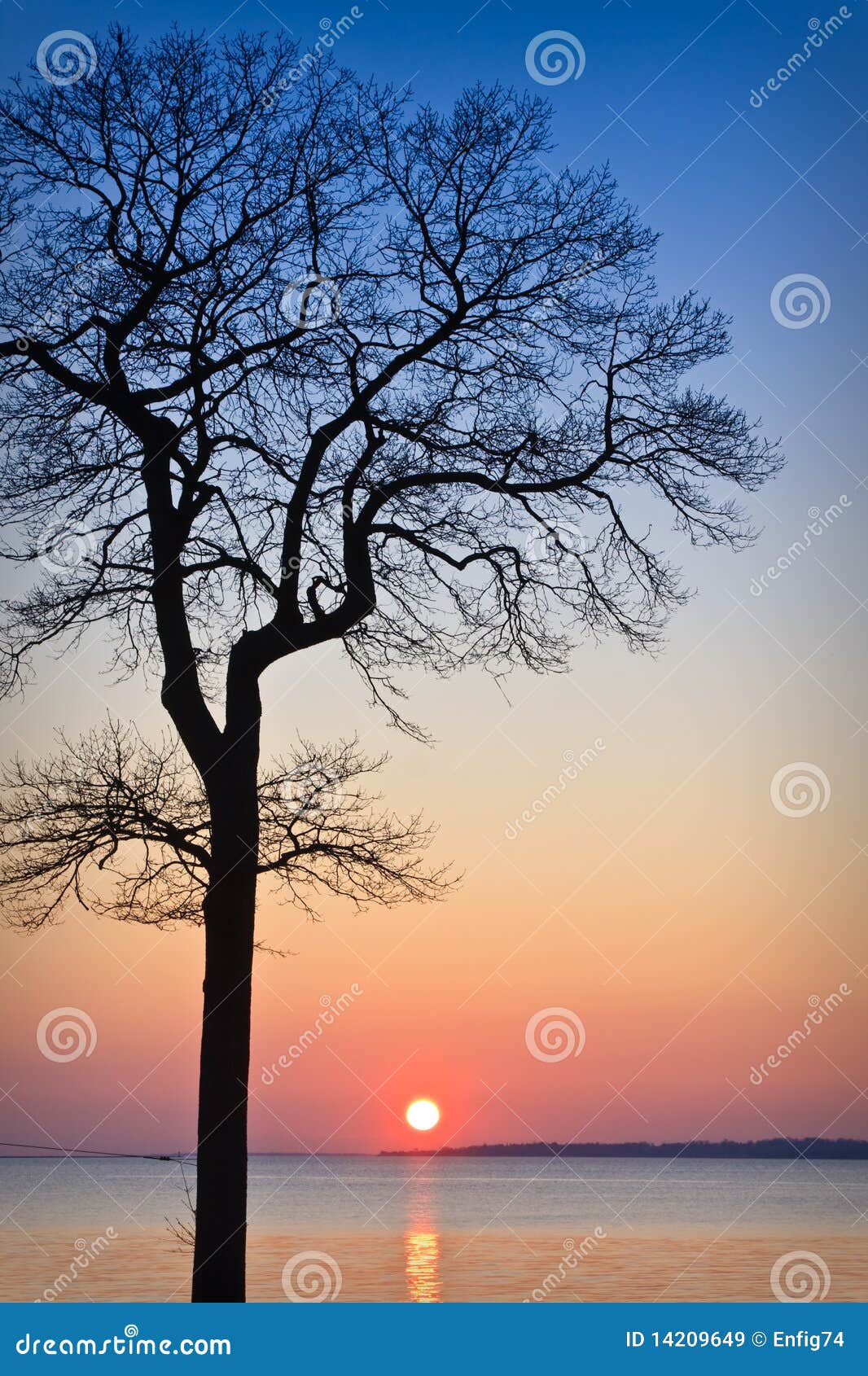 Tree Silhouette at sunset stock image. Image of backlit - 14209649