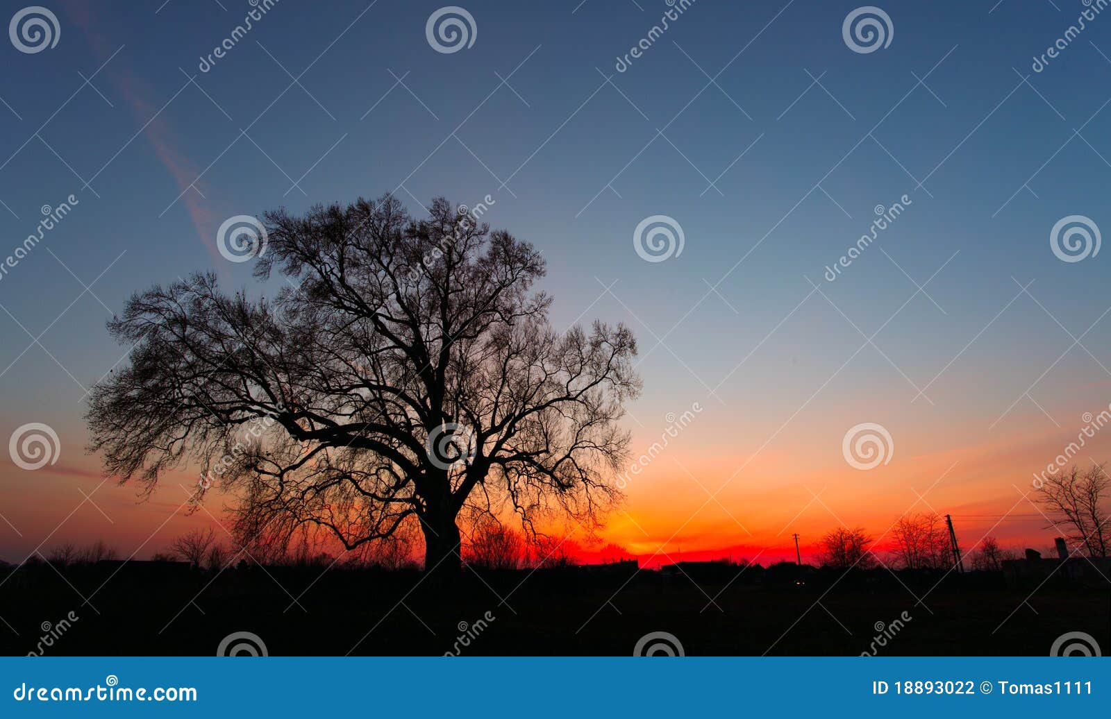 Tree silhouette at sunset stock photo. Image of peaceful - 18893022