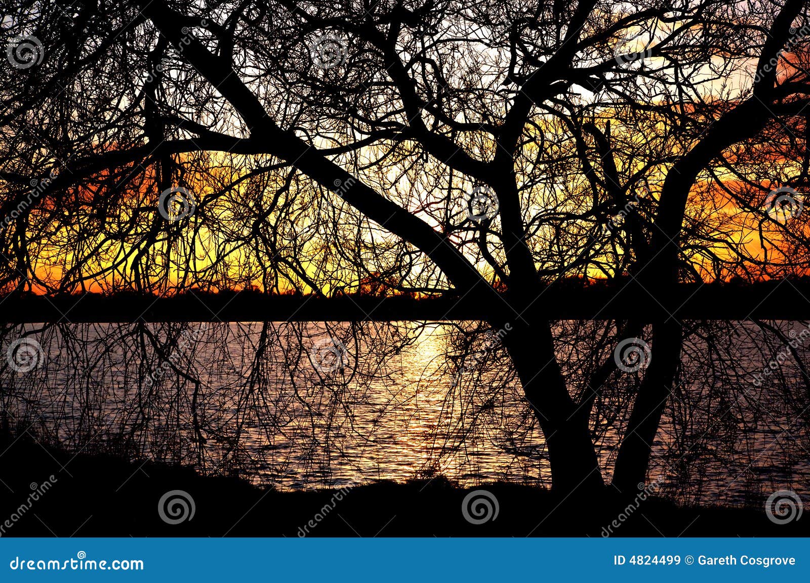 Tree silhouette at sunset stock image. Image of scenic - 4824499