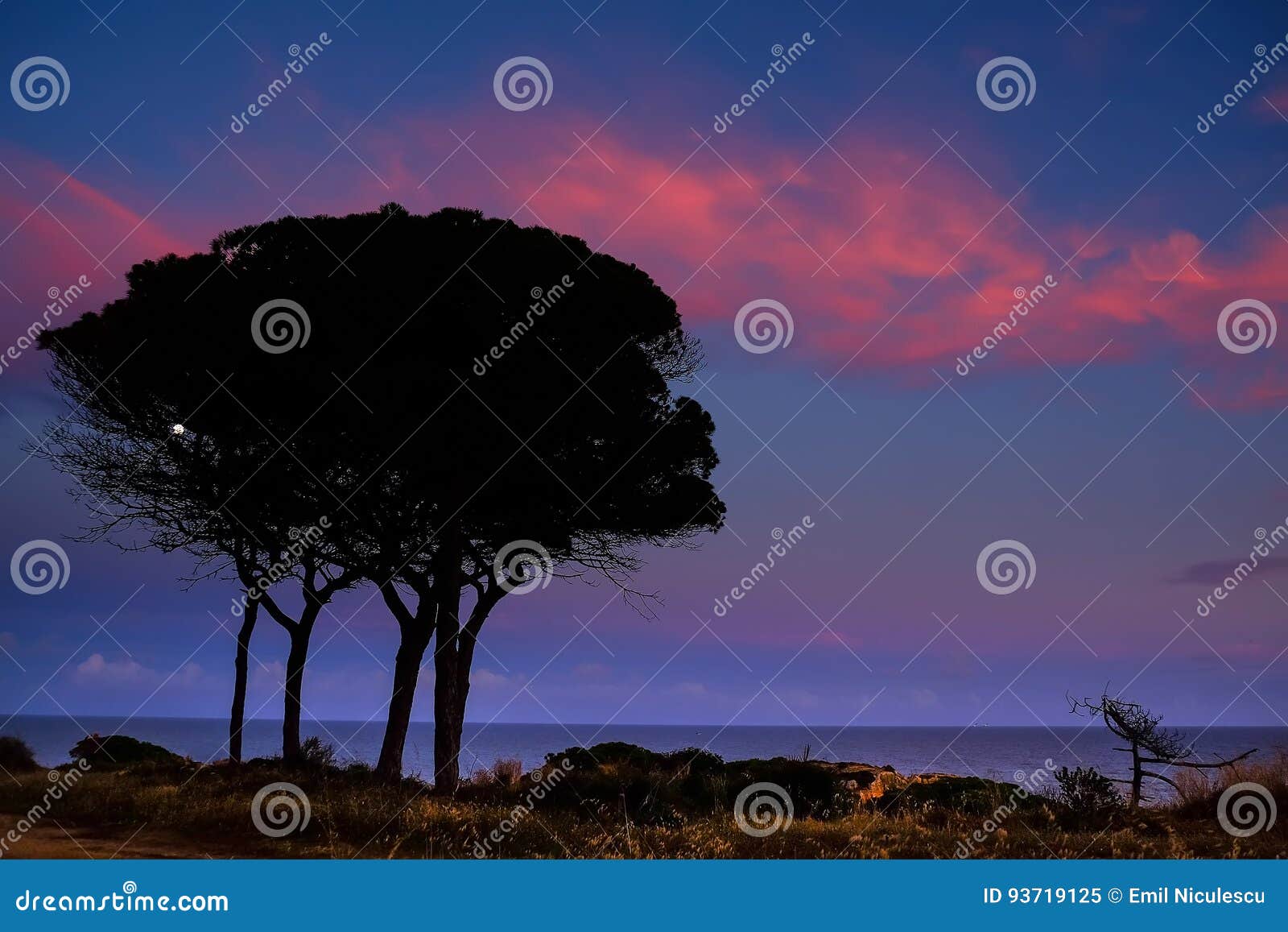 Tree silhouette at sunset stock image. Image of loneliness - 93719125