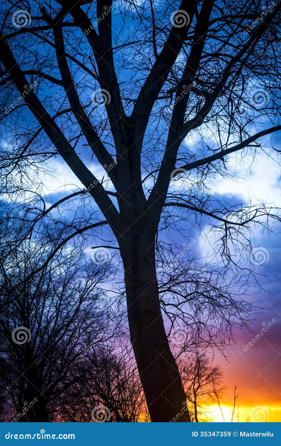 Tree Silhouette during Sunset Stock Image - Image of bounty, dusk: 35347359