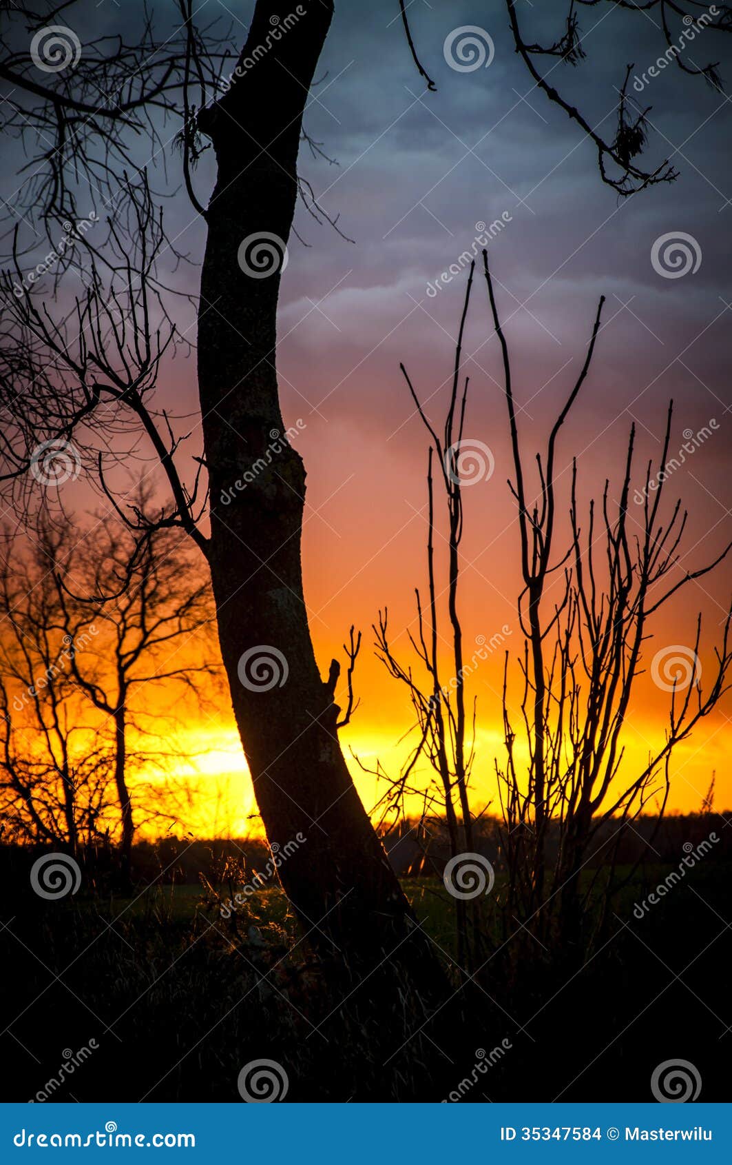 Tree Silhouette during Sunset Stock Photo - Image of colorful, beach ...