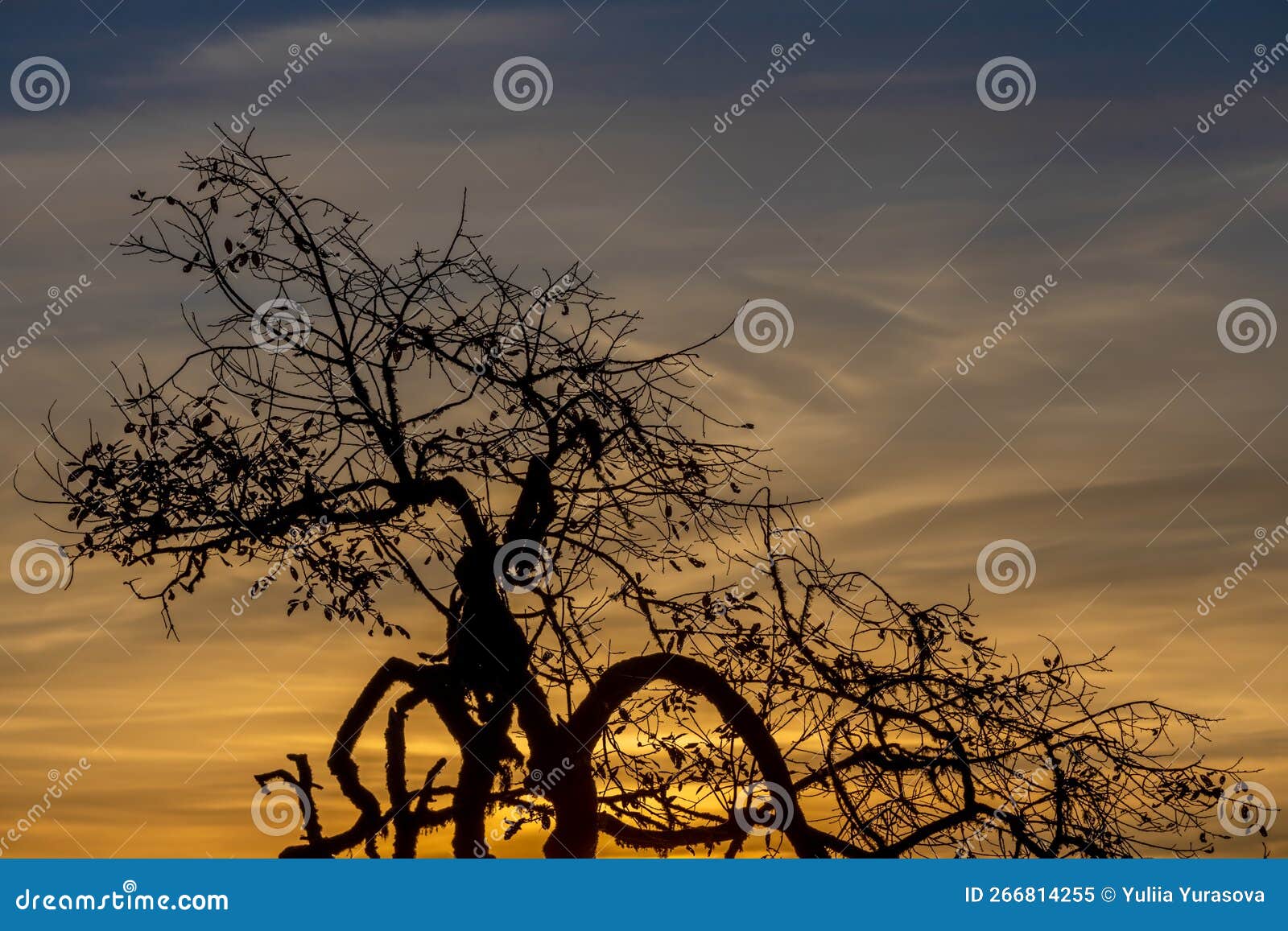 Tree Silhouette at Sunset Light Stock Image - Image of evening ...