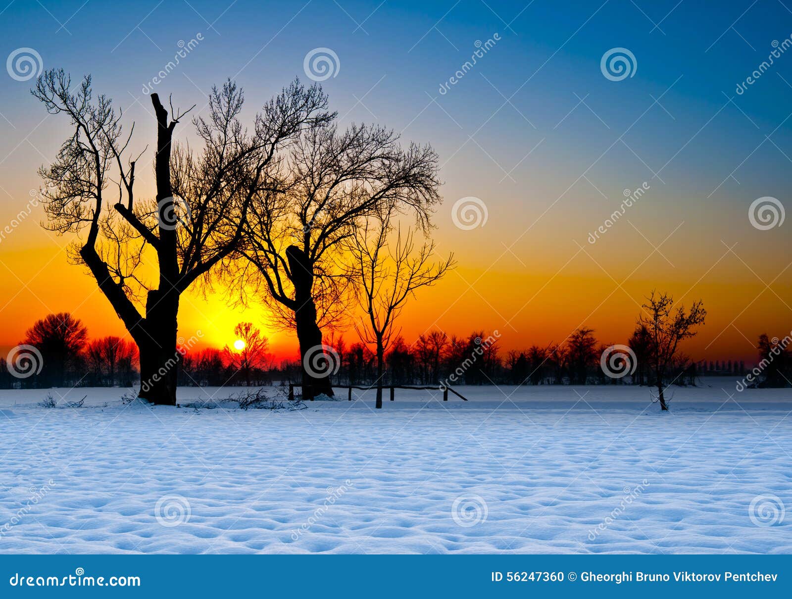 Tree Silhouette at Sunset in a Snowy Landscape Stock Photo - Image of ...