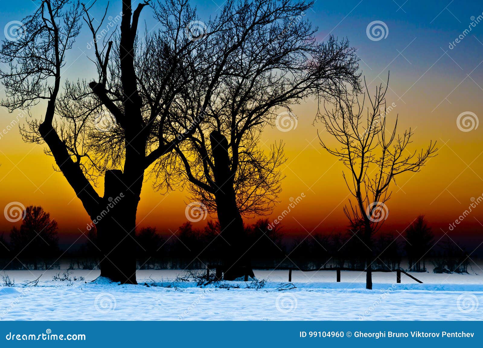 Tree Silhouette at Sunset in a Snowy Landscape Stock Photo - Image of ...
