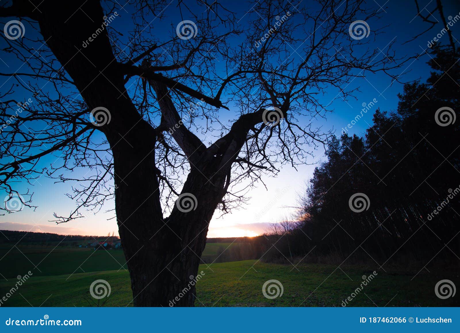 Tree Silhouette during Sunset Stock Photo - Image of twilight, dusk ...