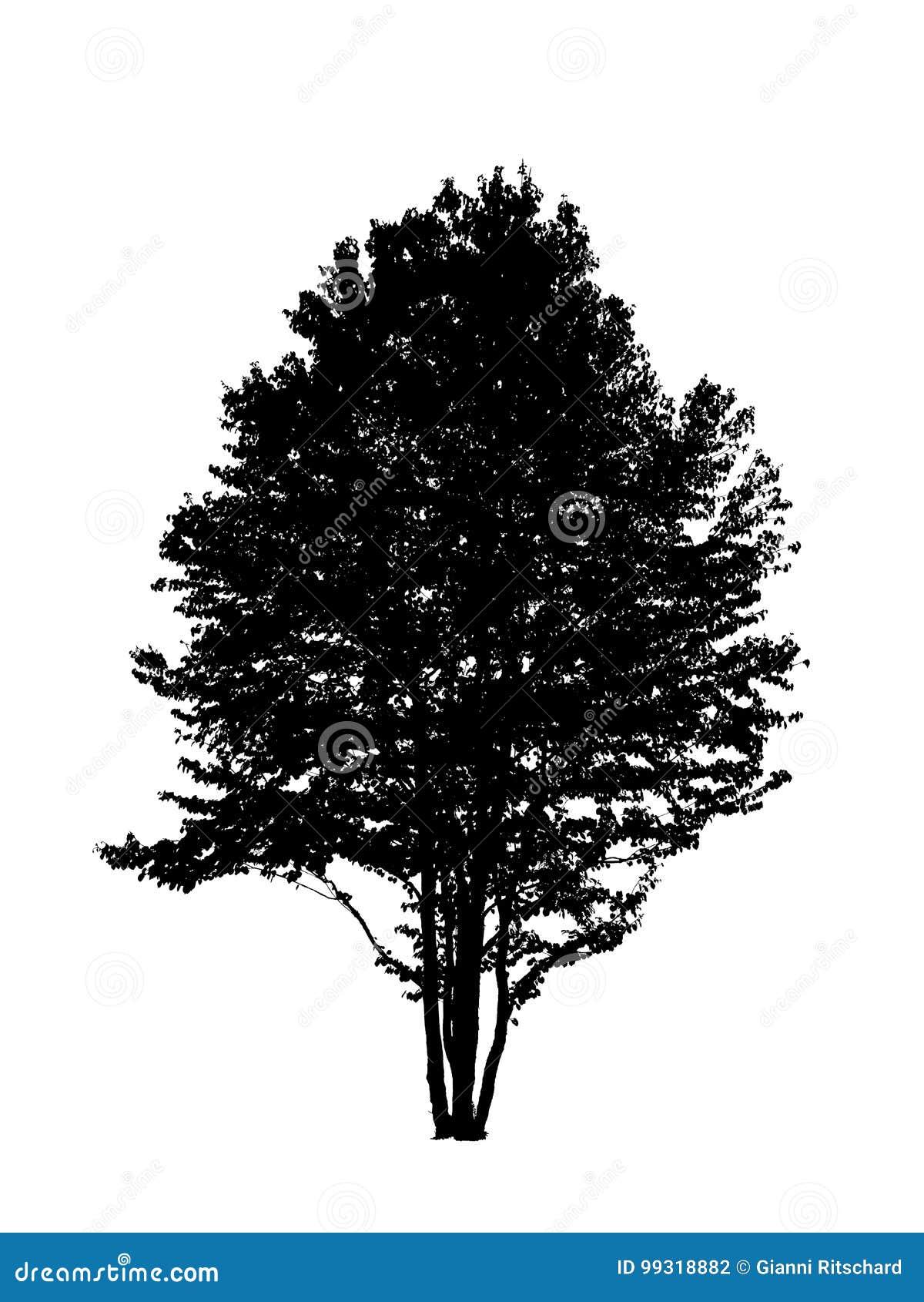 Tree Silhouette stock photo. Image of pine, isolated - 99318882