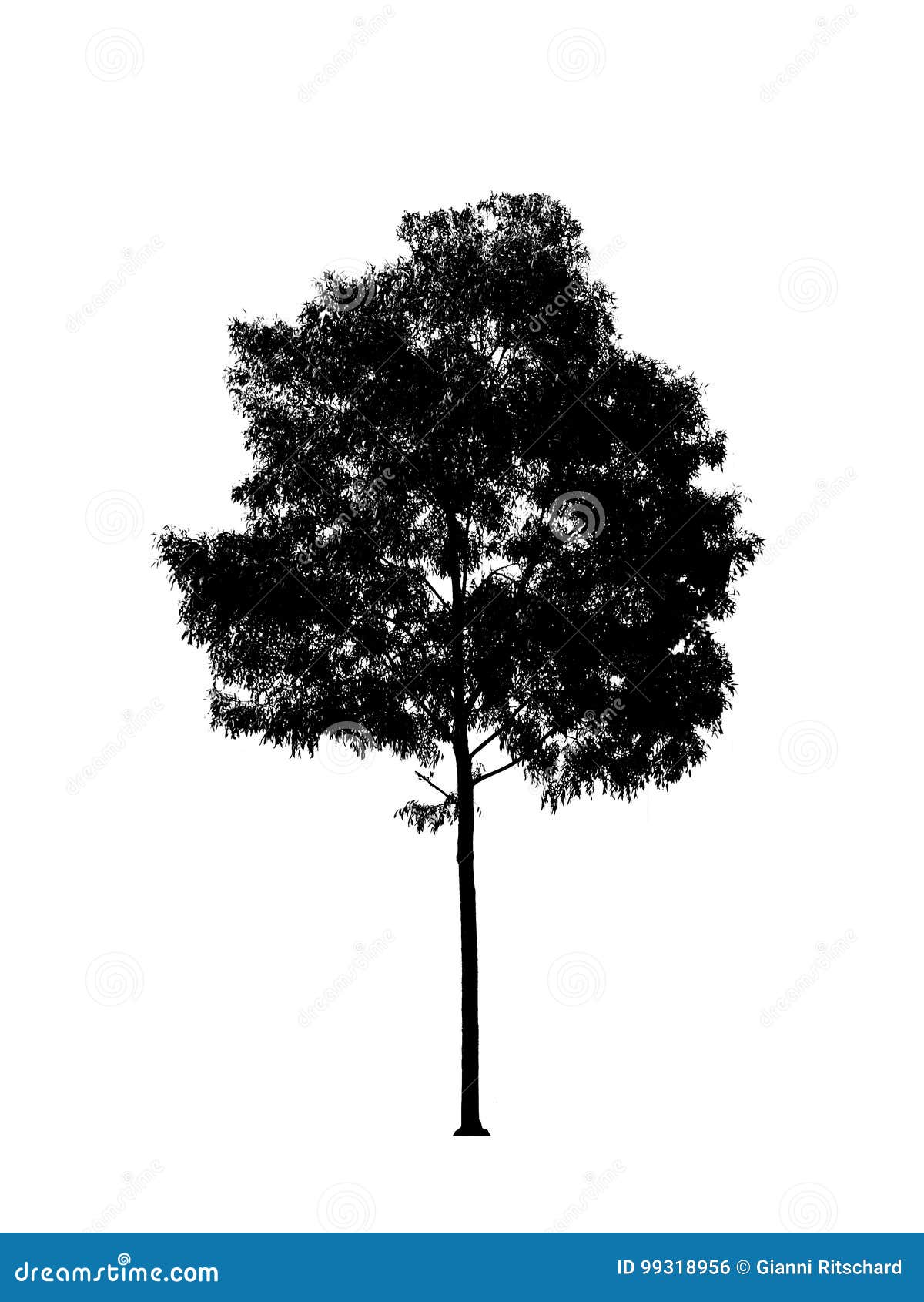 Tree Silhouette stock photo. Image of conifer, isolated - 99318956