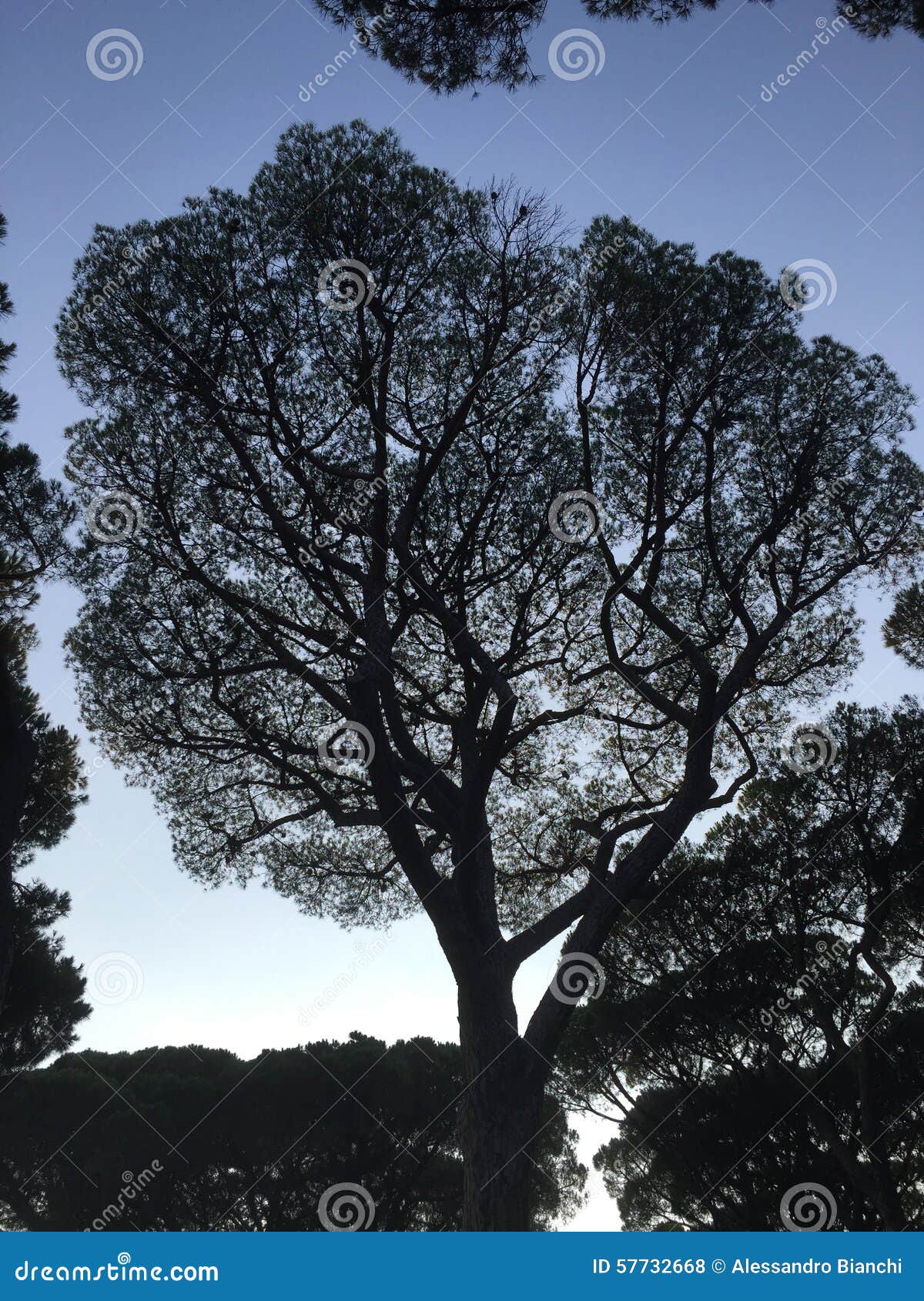 Tree silhouette stock photo. Image of leafy, tops, trees - 57732668