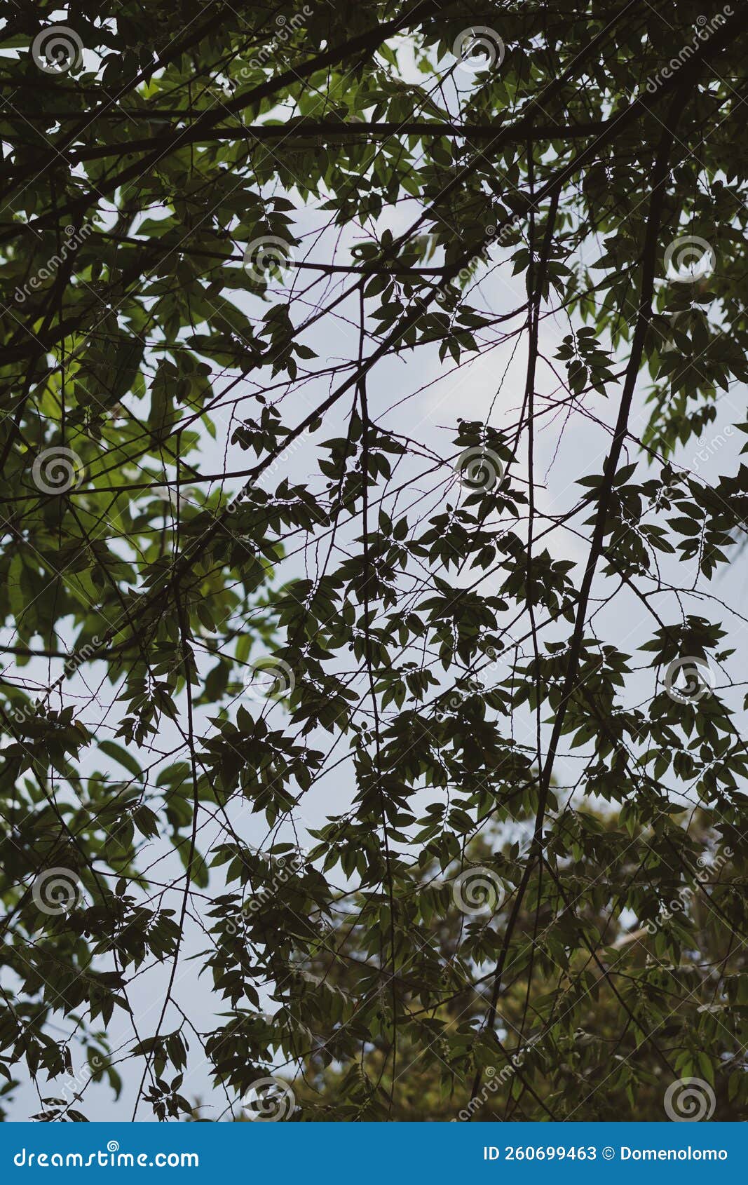 Tree and Silhouette Tropical Foliage and Blue Sky, Vertical Frame Stock ...