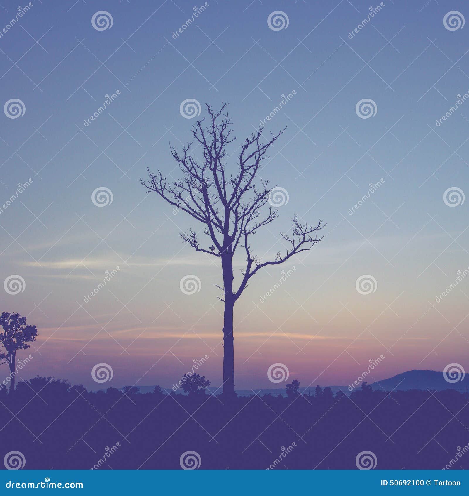 Tree Silhouette and Twilight. Stock Photo - Image of blue, morning ...