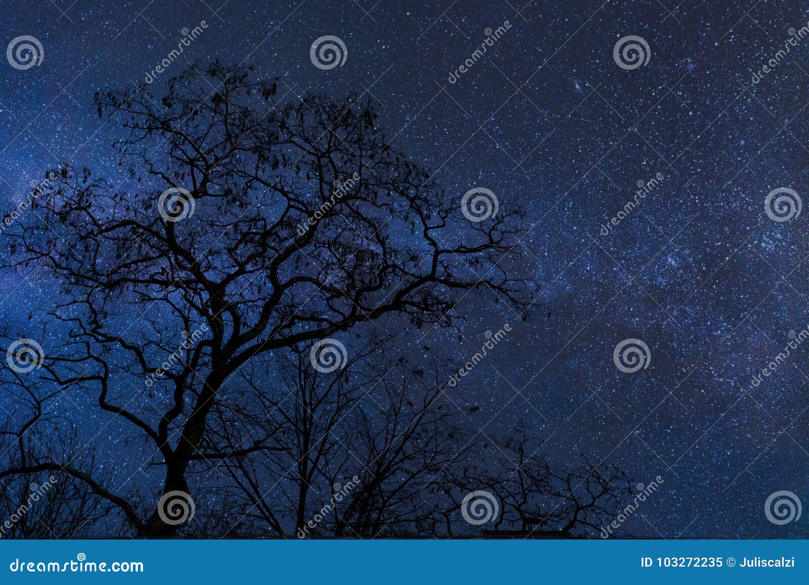 Tree and night sky stock image. Image of darkness, mystery - 103272235