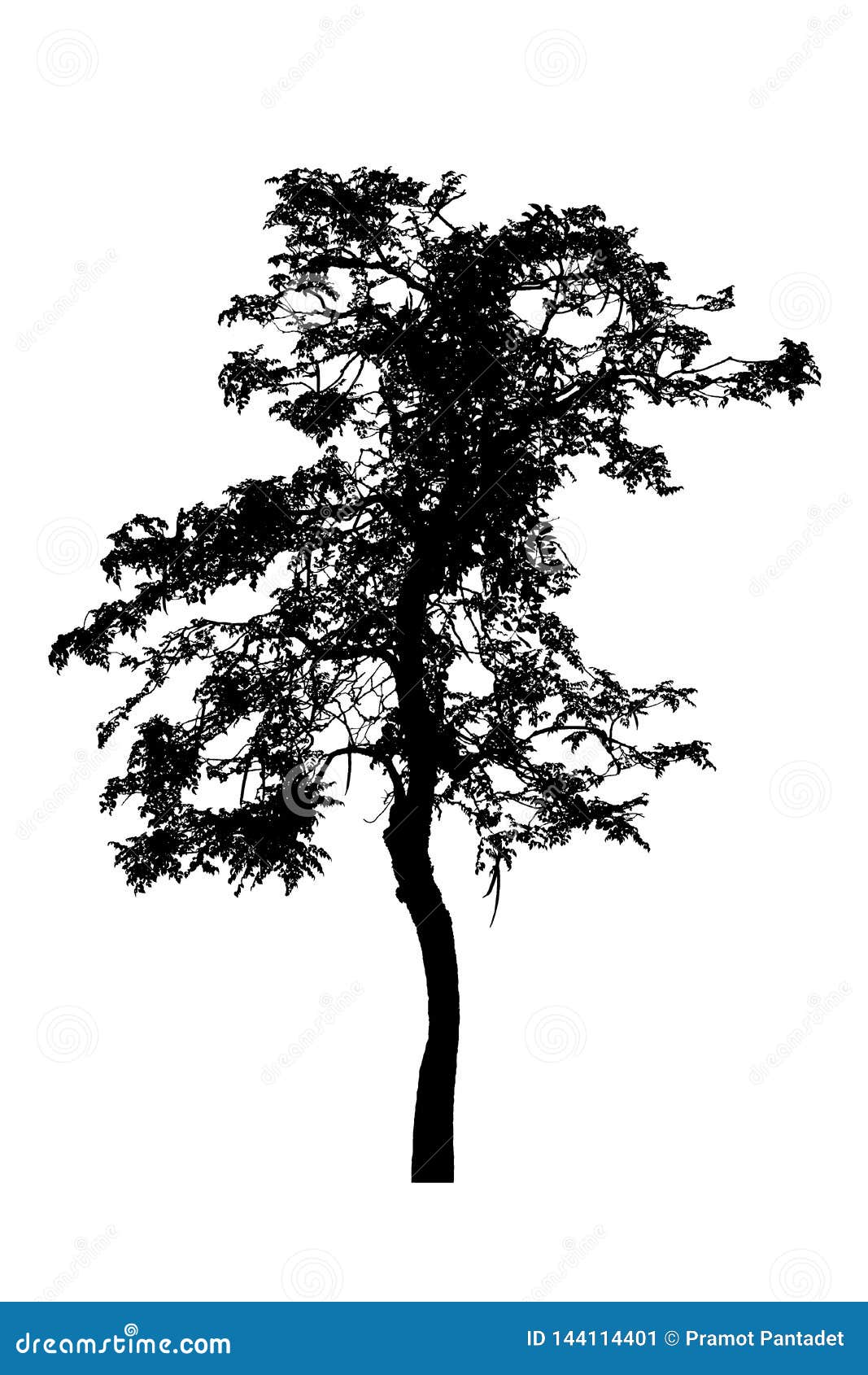 Tree Silhouettes Beautiful Isolated on White Background Stock ...