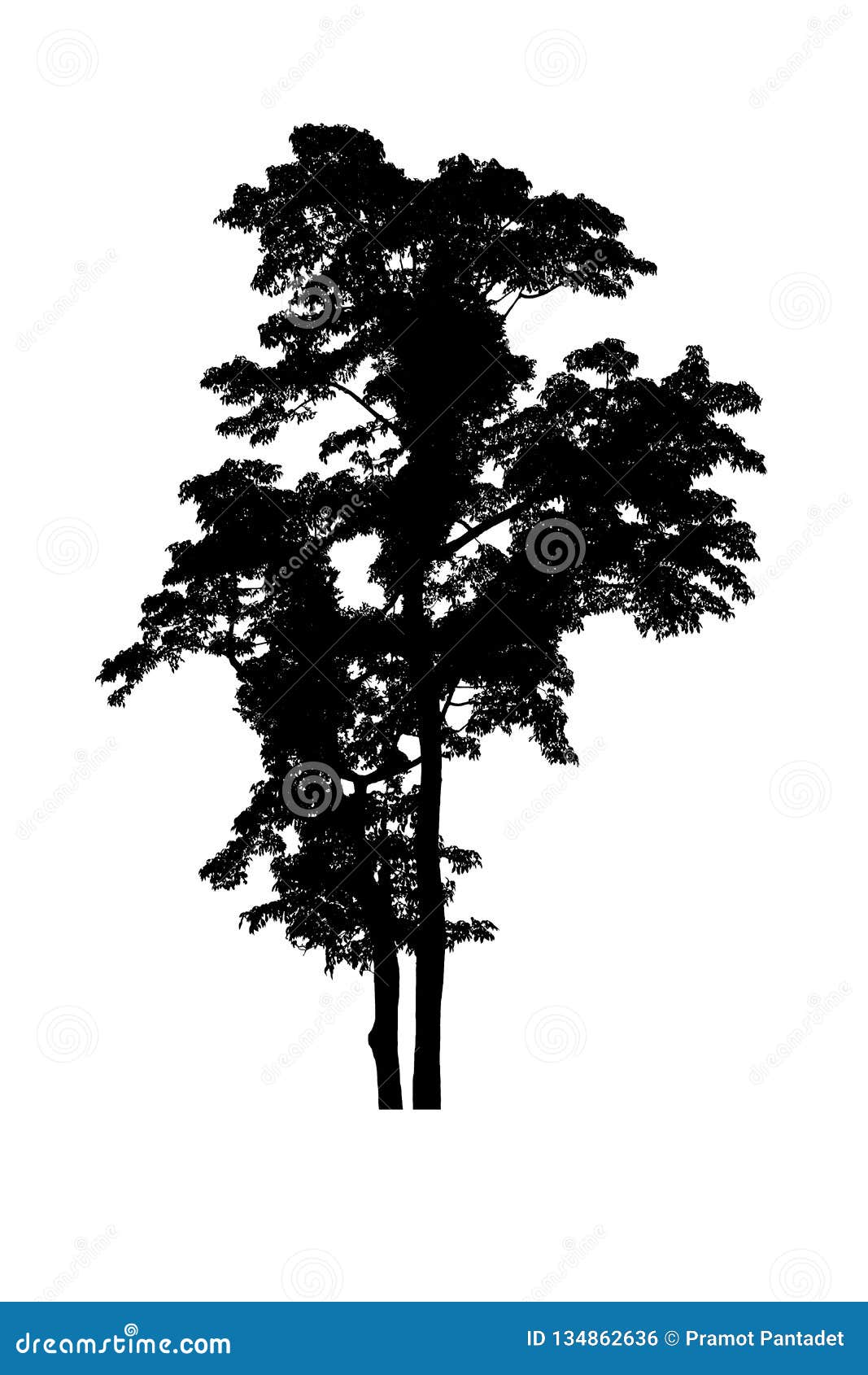 Tree Silhouettes Beautiful on White Background Stock Photo - Image of ...