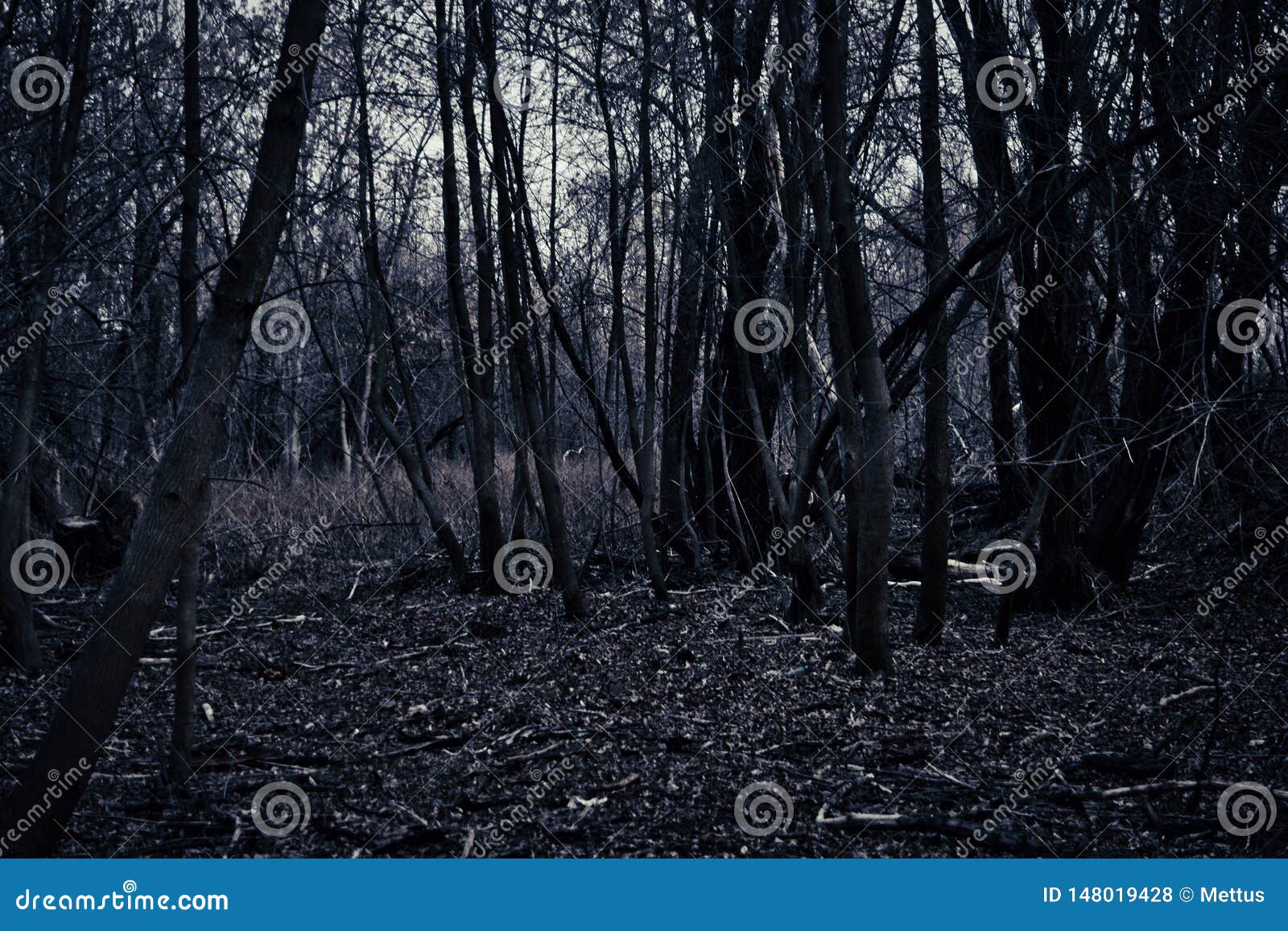 Silhouettes Of Scare Tree With Sunset Background Stock Photo ...