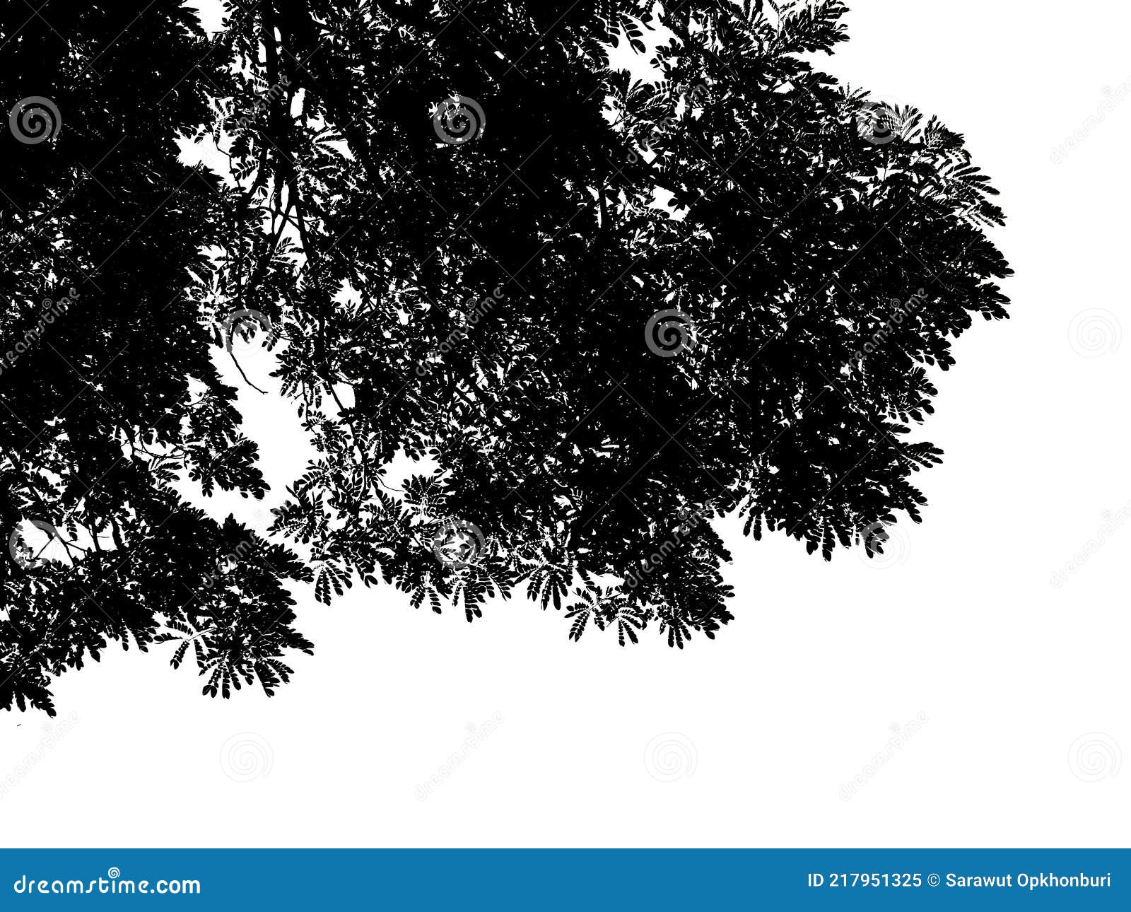 Tree Silhouettes Isolated on White Background Stock Image - Image of ...