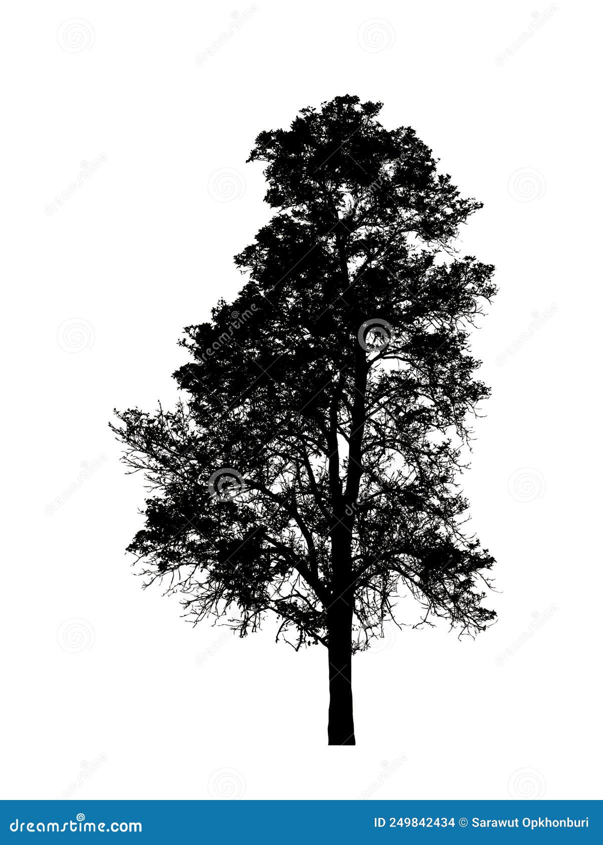 Tree Silhouettes Isolated on White Background . Stock Photo - Image of ...