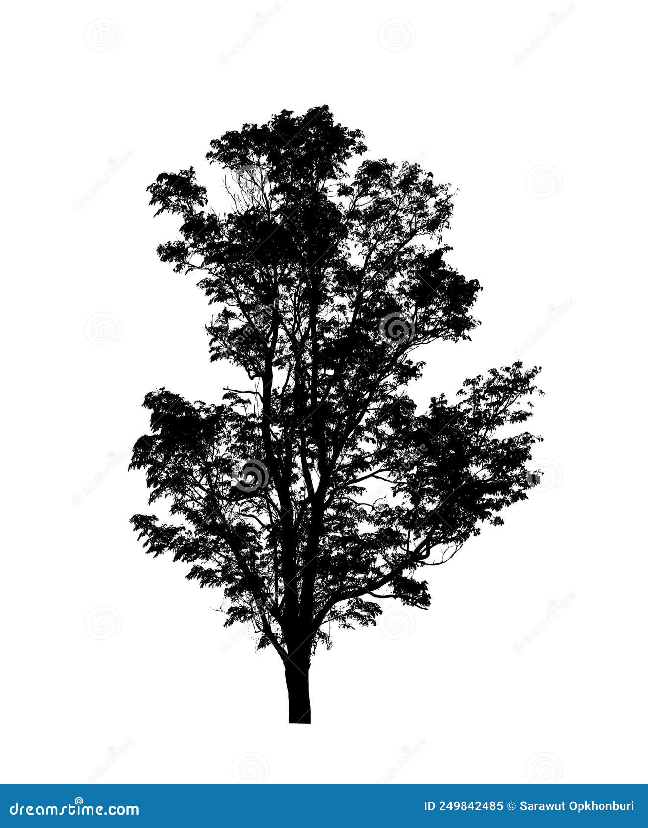 Tree Silhouettes Isolated on White Background . Stock Image - Image of ...