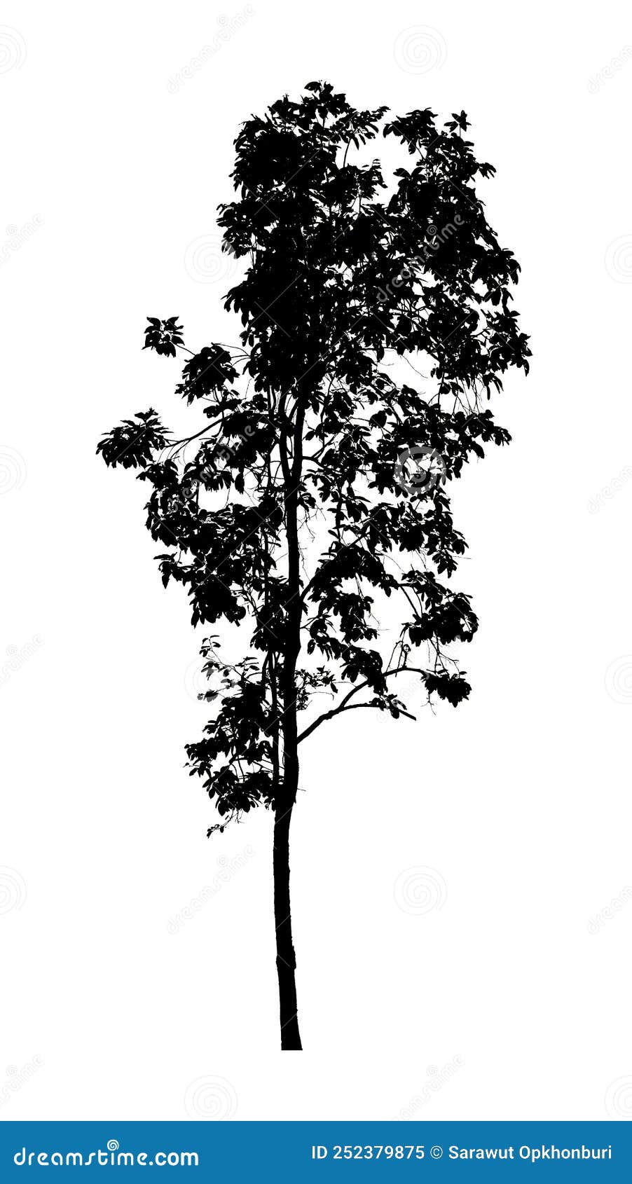 Tree Silhouettes Isolated on White Background . Stock Image - Image of ...
