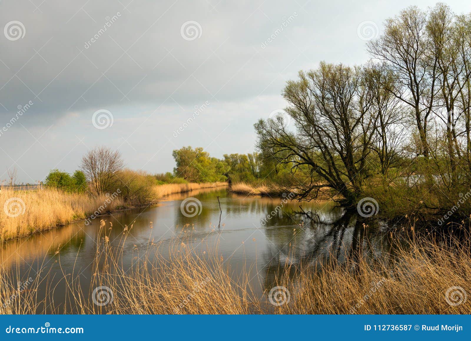 Tree Silhouettes Reflected in the Water Surface of the Pond Stock Image ...