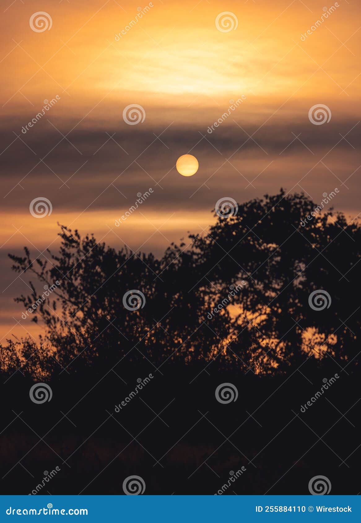 Tree Silhouettes with Sunset Sky on the Background Stock Photo - Image ...