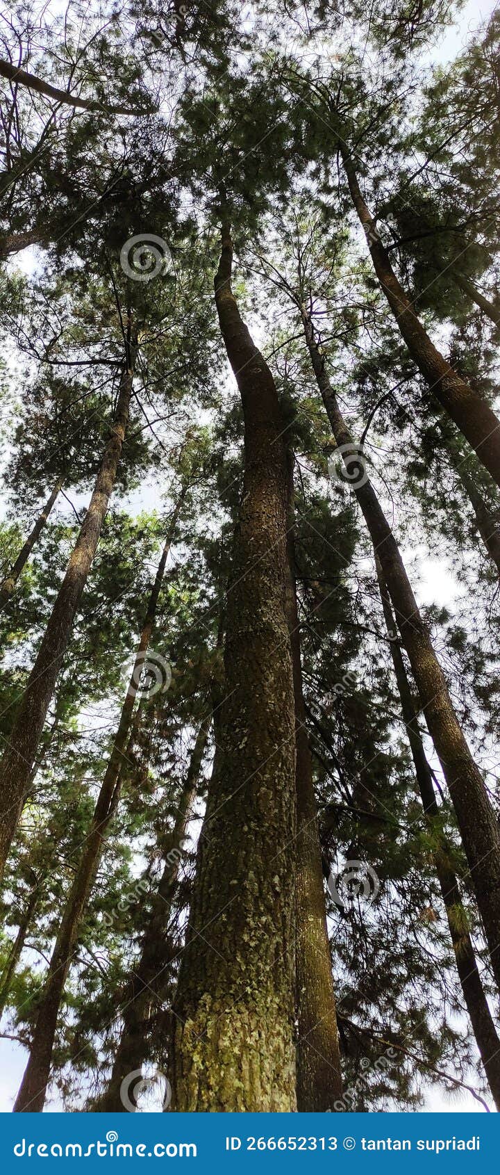 Tree silluete stock image. Image of silluet, tree, bandung - 266652313