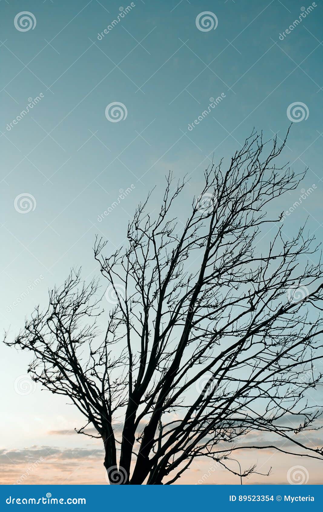 Tree siluetas stock photo. Image of grow, lonely, landscape - 89523354