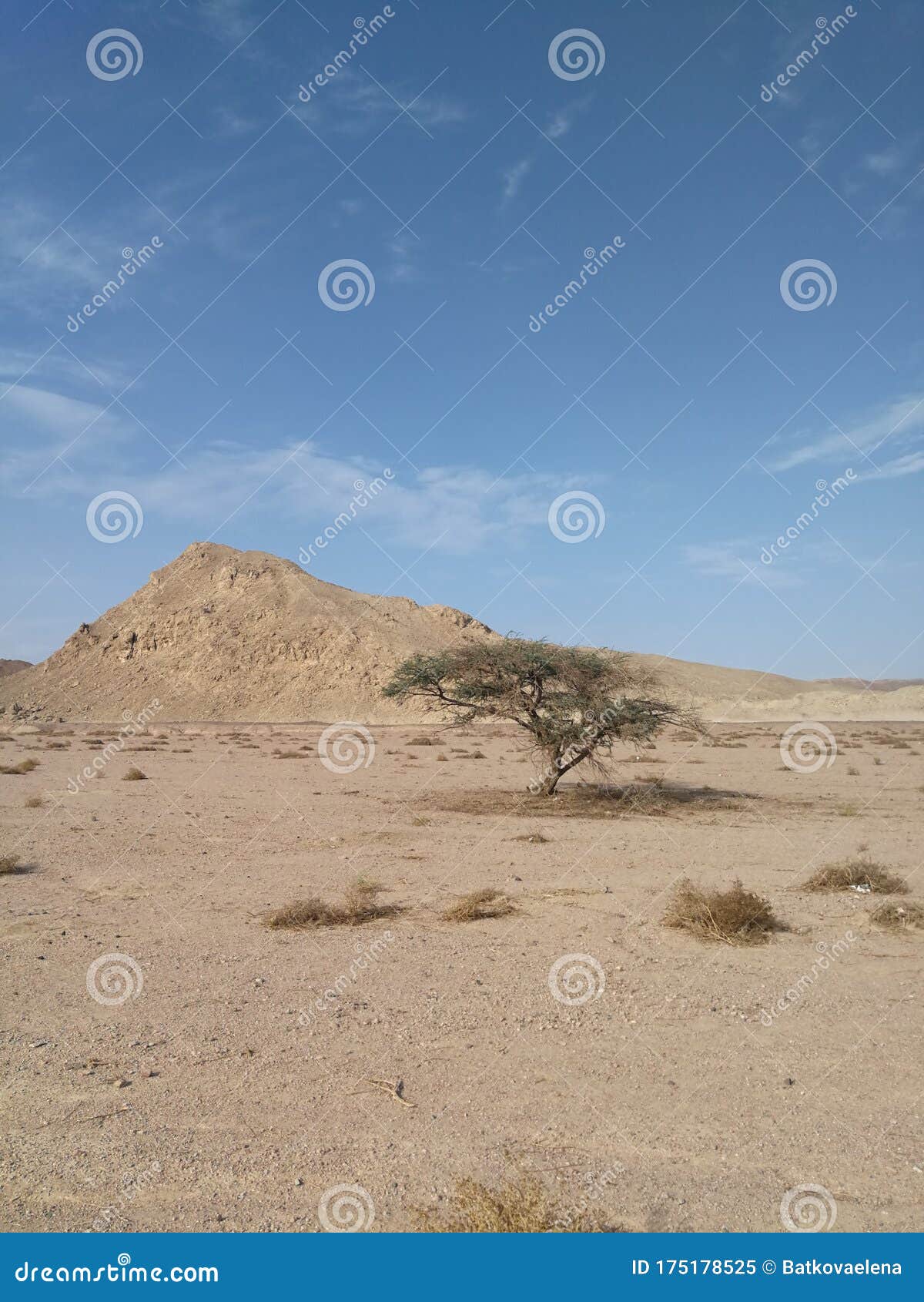 The Tree in Sinai is Empty Today. Stock Image - Image of famous ...