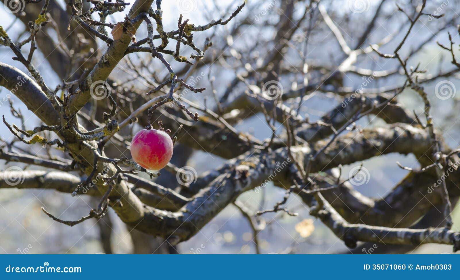 Tree with a single fruit stock photo. Image of leaf, nutritious - 35071060