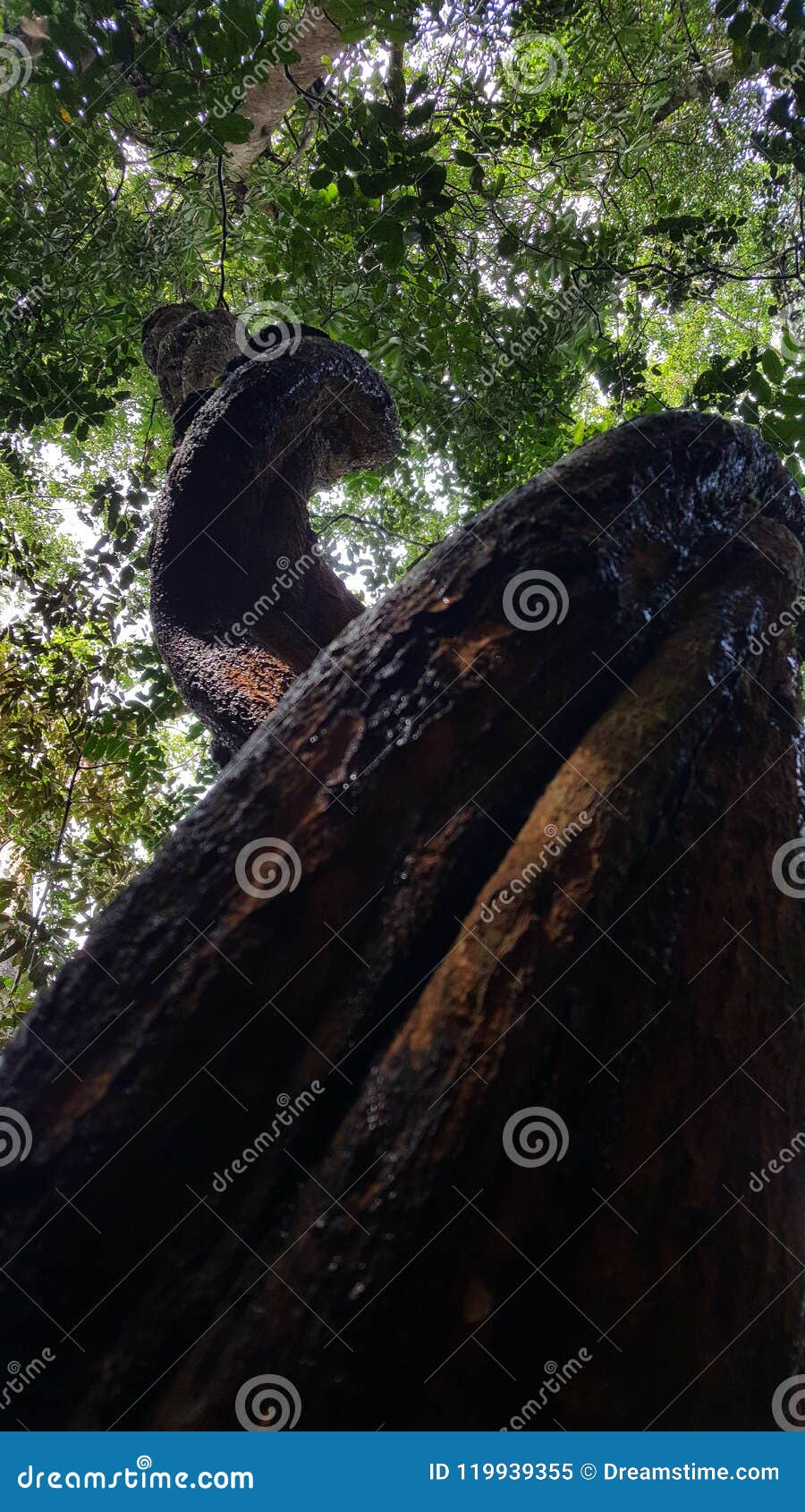 Tree in Sinharaja forest stock image. Image of flora - 119939355