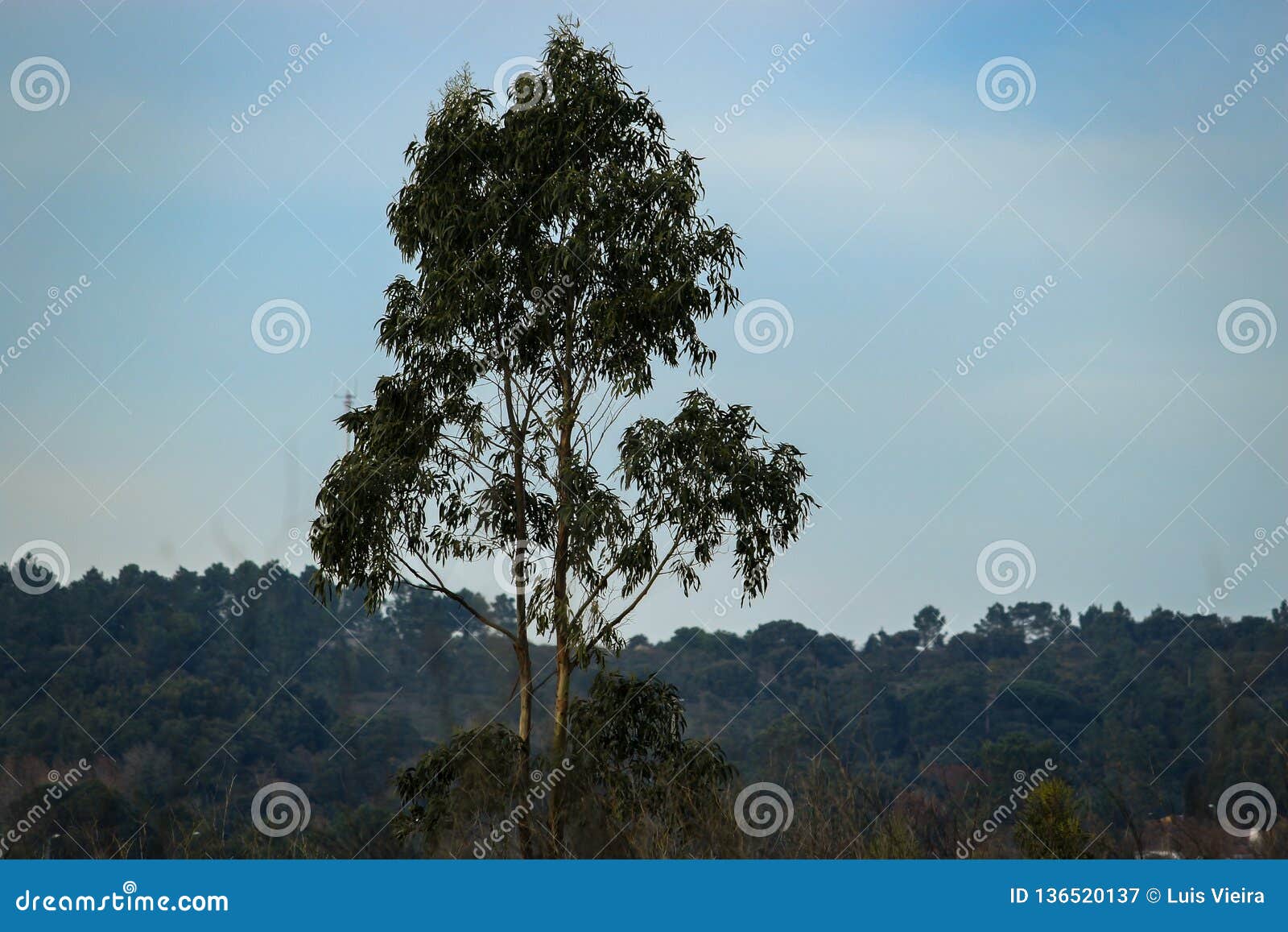 A Tree in the Sintra Forest Stock Image - Image of wild, foliage: 136520137