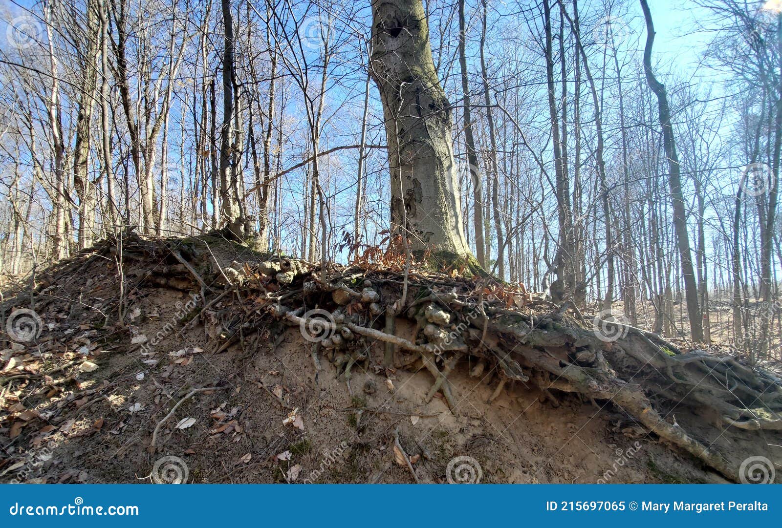 Tangled Roots stock image. Image of area, family, calm - 215697065