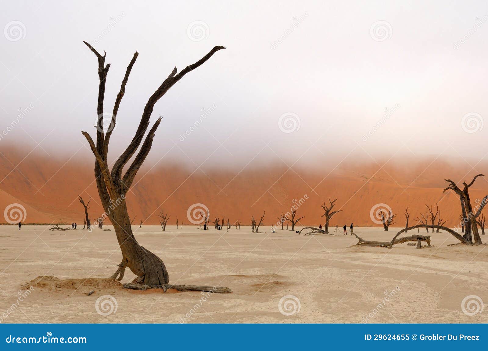 Tree skeleton 12 stock image. Image of desert, wild, oasis - 29624655