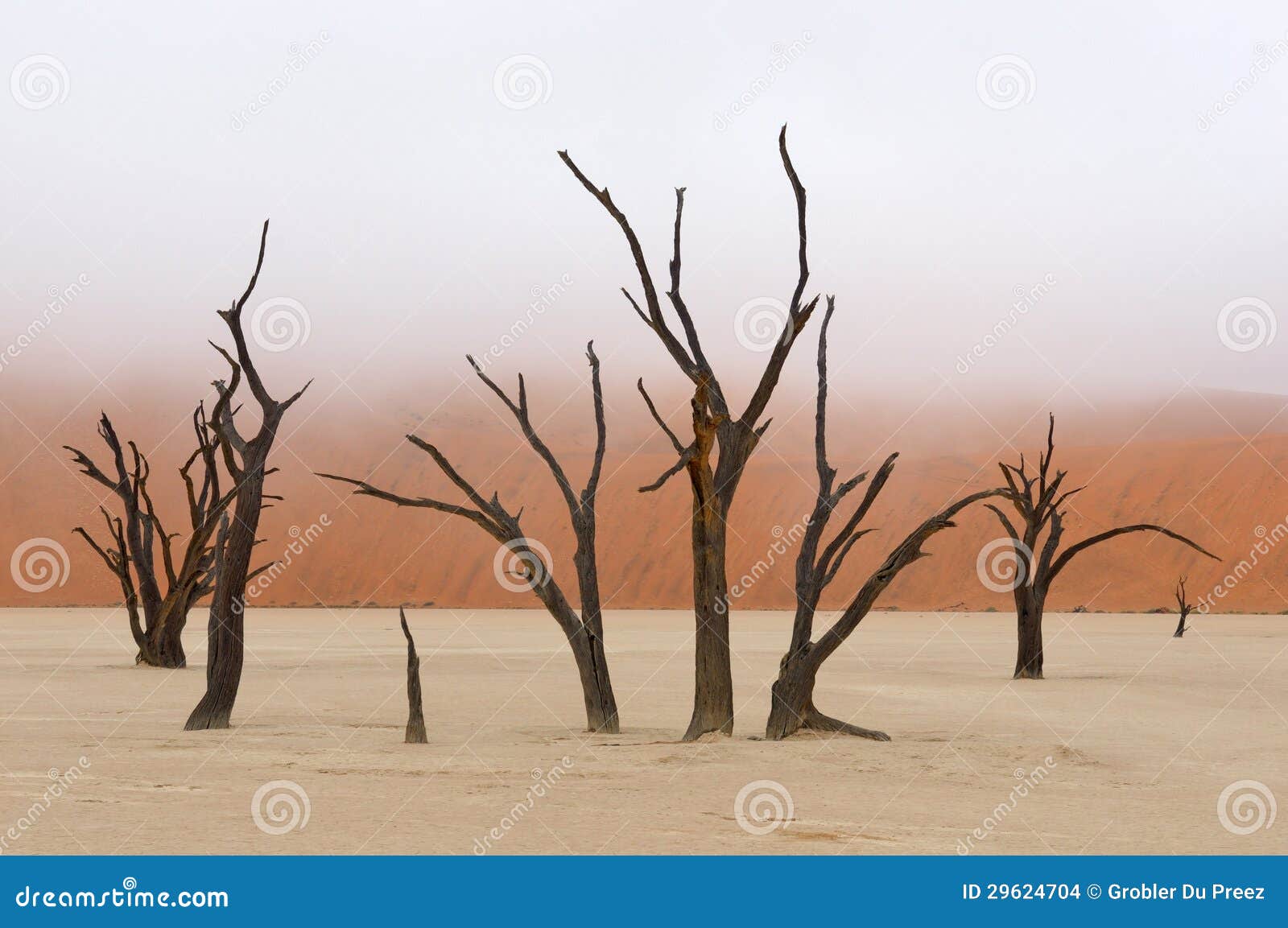 Tree Skeleton Royalty-Free Stock Photo | CartoonDealer.com #45117735