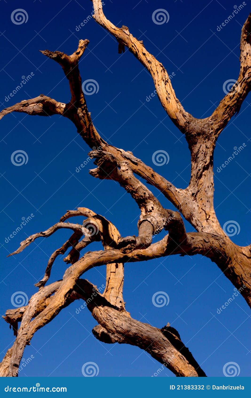 Tree skeleton stock photo. Image of trunk, abstract, driftwood - 21383332