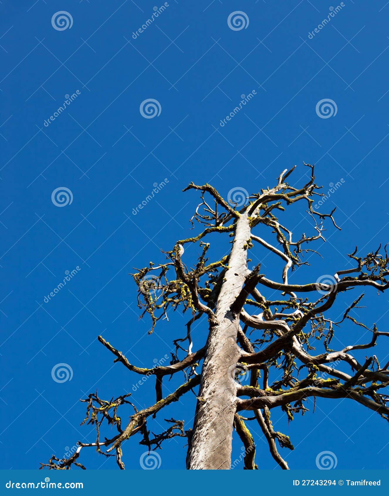 Tree Skeleton stock photo. Image of sunshine, discover - 27243294