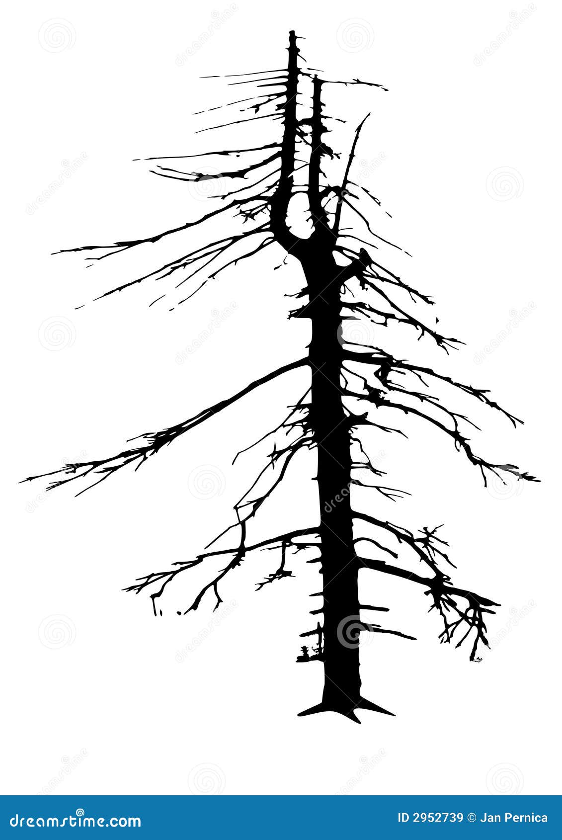 Tree skeleton stock vector. Illustration of isolated, concept - 2952739