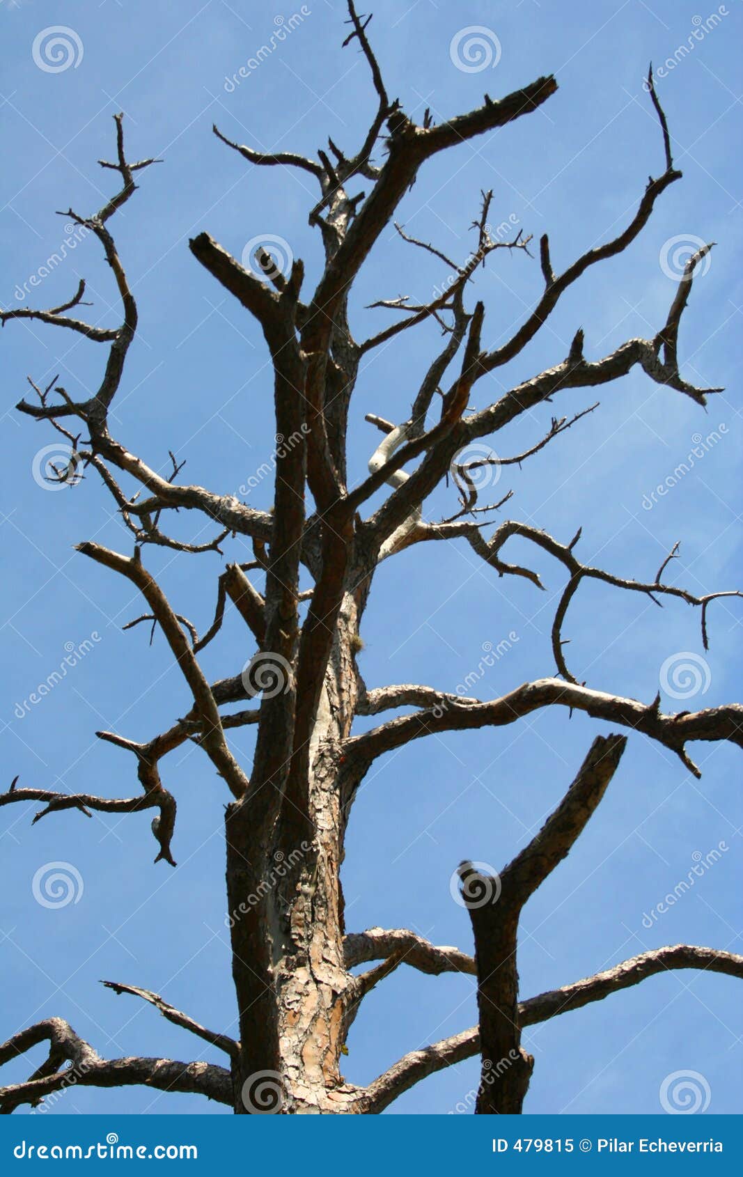 Tree skeleton stock image. Image of vertical, profile, impressive - 479815