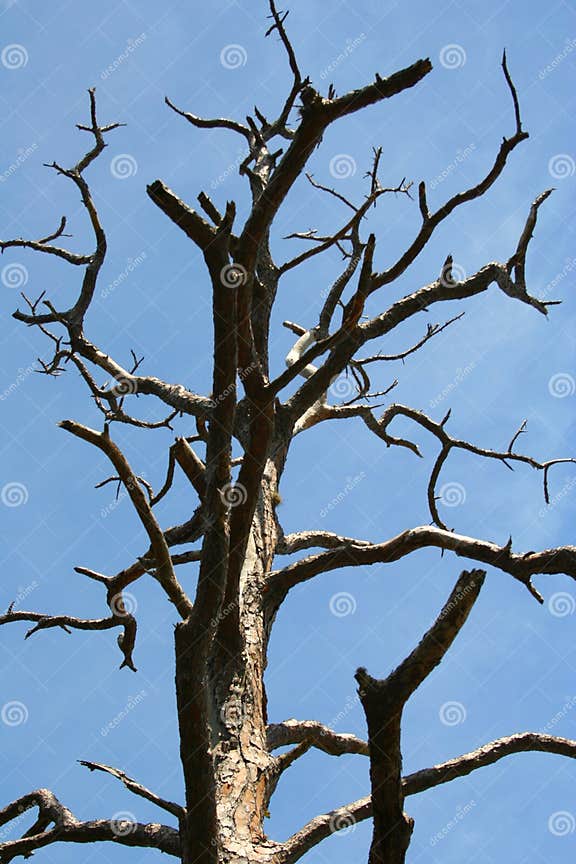 Tree skeleton stock image. Image of vertical, profile, impressive - 479815