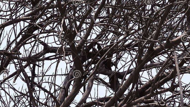 Zigzag Branches of Skeleton Tree Stock Photo - Image of drought ...
