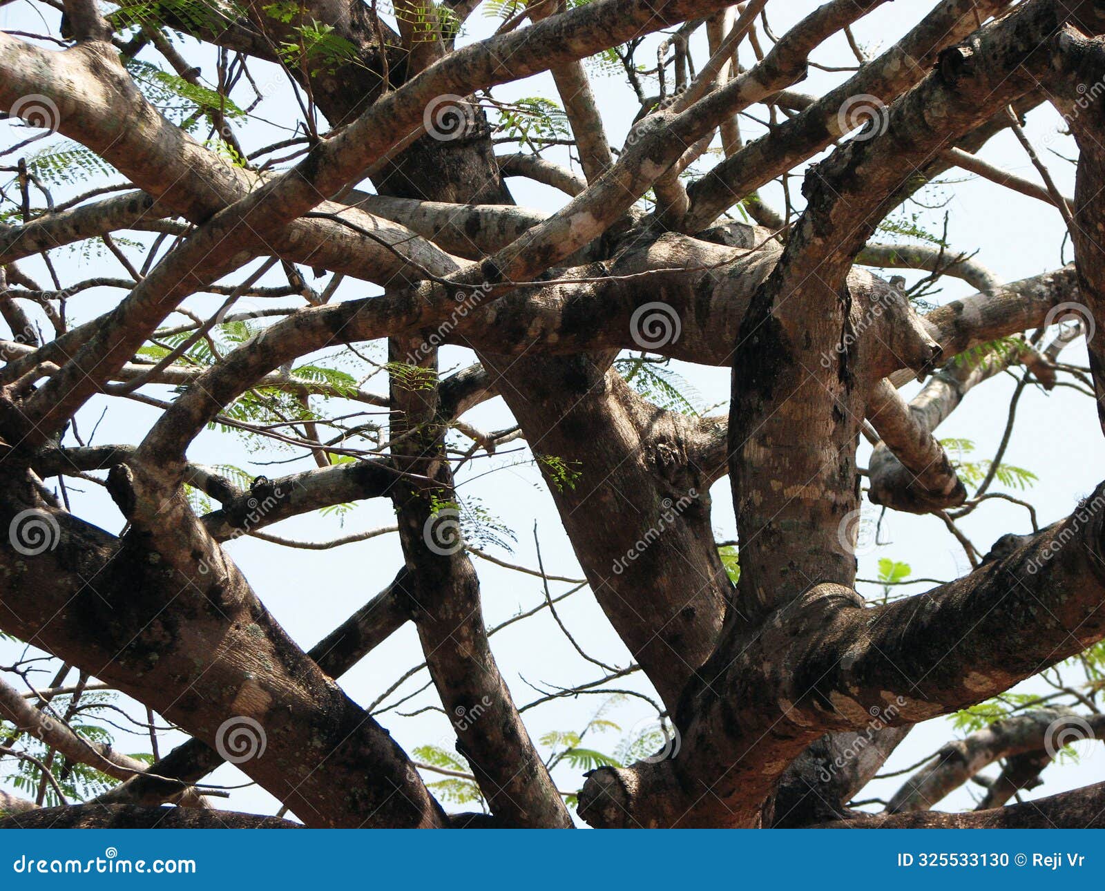 Zigzag Branches of Skeleton Tree Stock Photo - Image of nature, branch ...