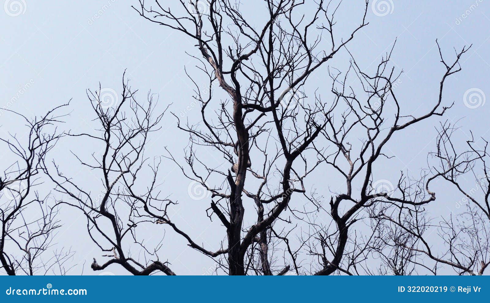 Zigzag Branches of Skeleton Tree Stock Image - Image of skeleton ...