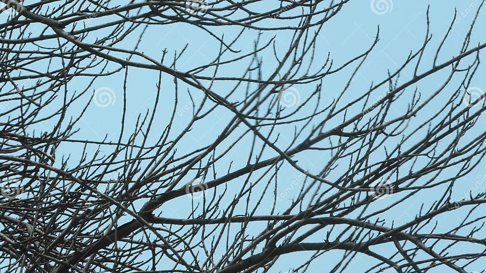 Zigzag Branches of Skeleton Tree Stock Photo - Image of forest, tree ...