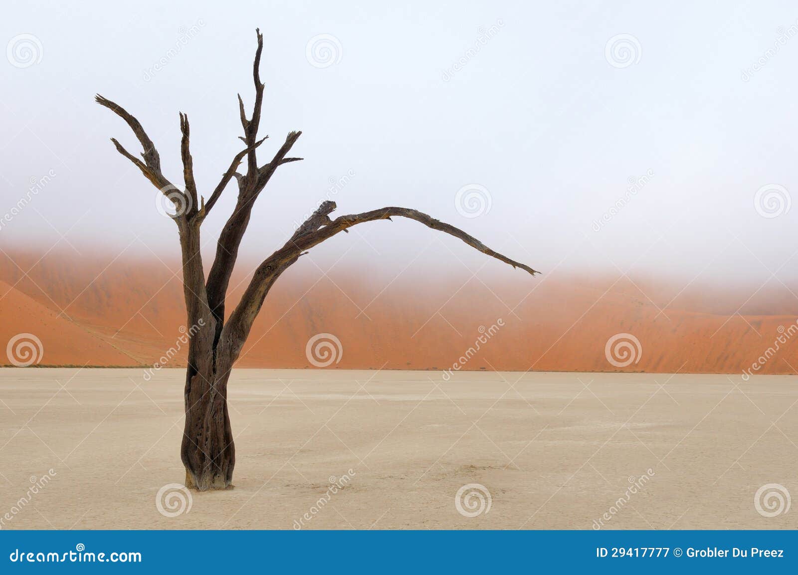 Tree Skeleton, Deadvlei, Namibia Stock Image - Image of skeleton, dune ...