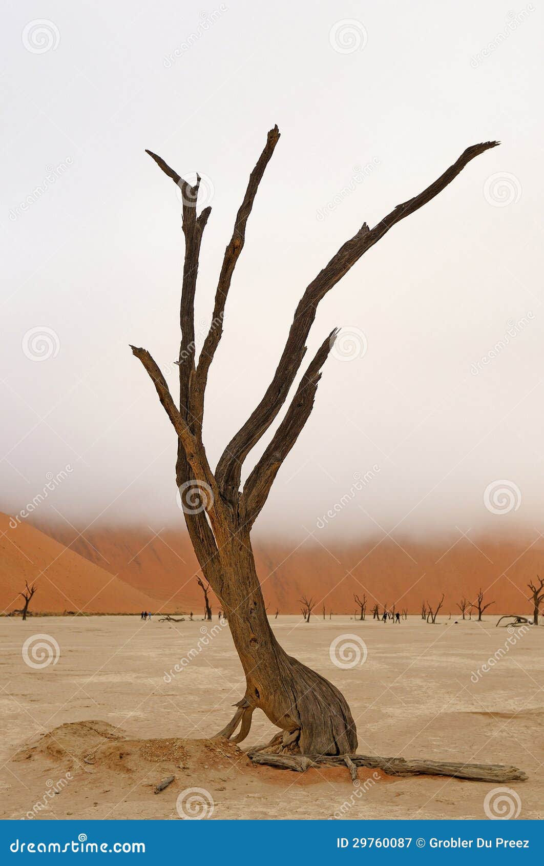 Tree skeleton 14 stock image. Image of flooded, mist - 29760087