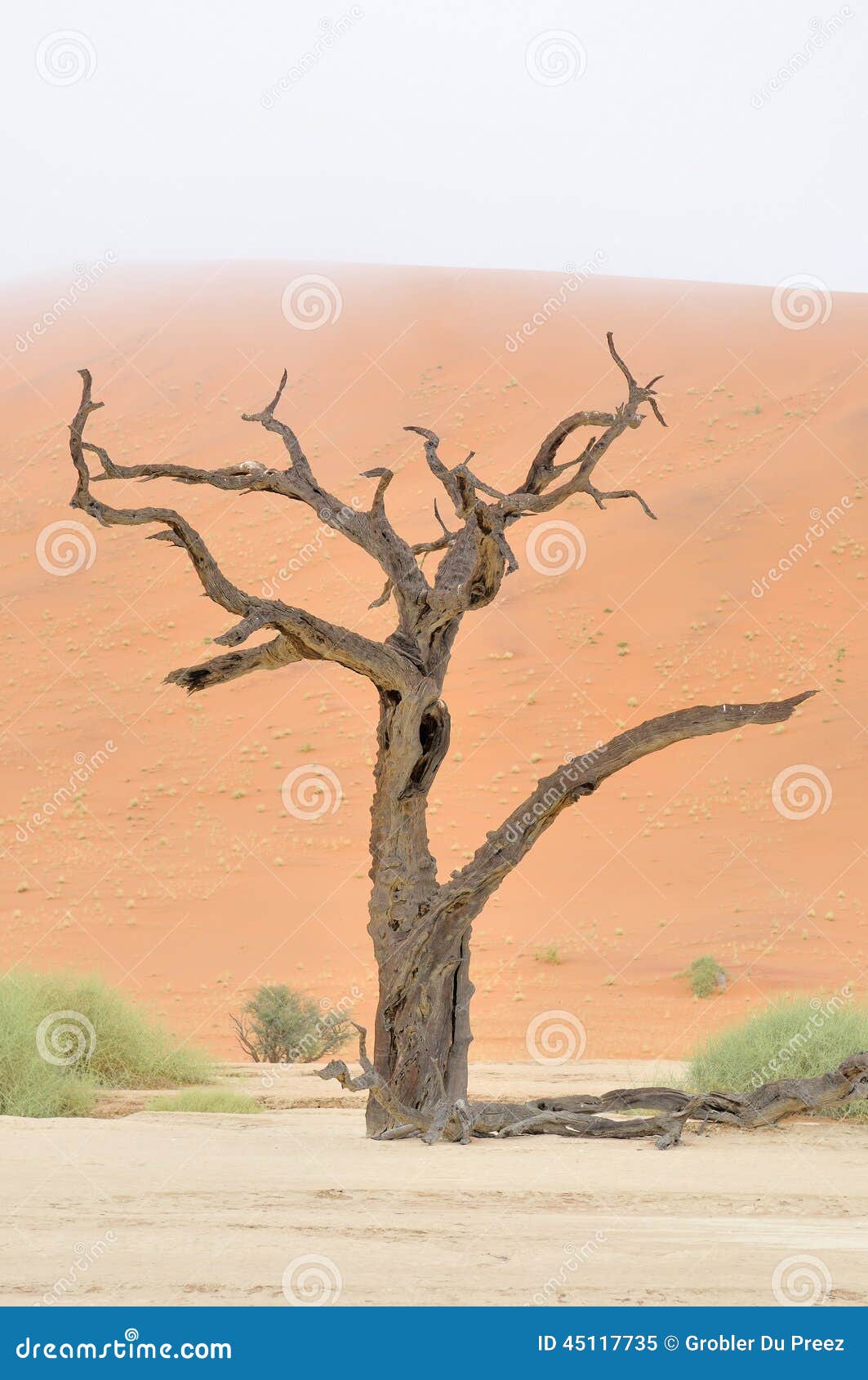 Tree skeleton stock image. Image of oasis, deadvlei, tranquil - 45117735