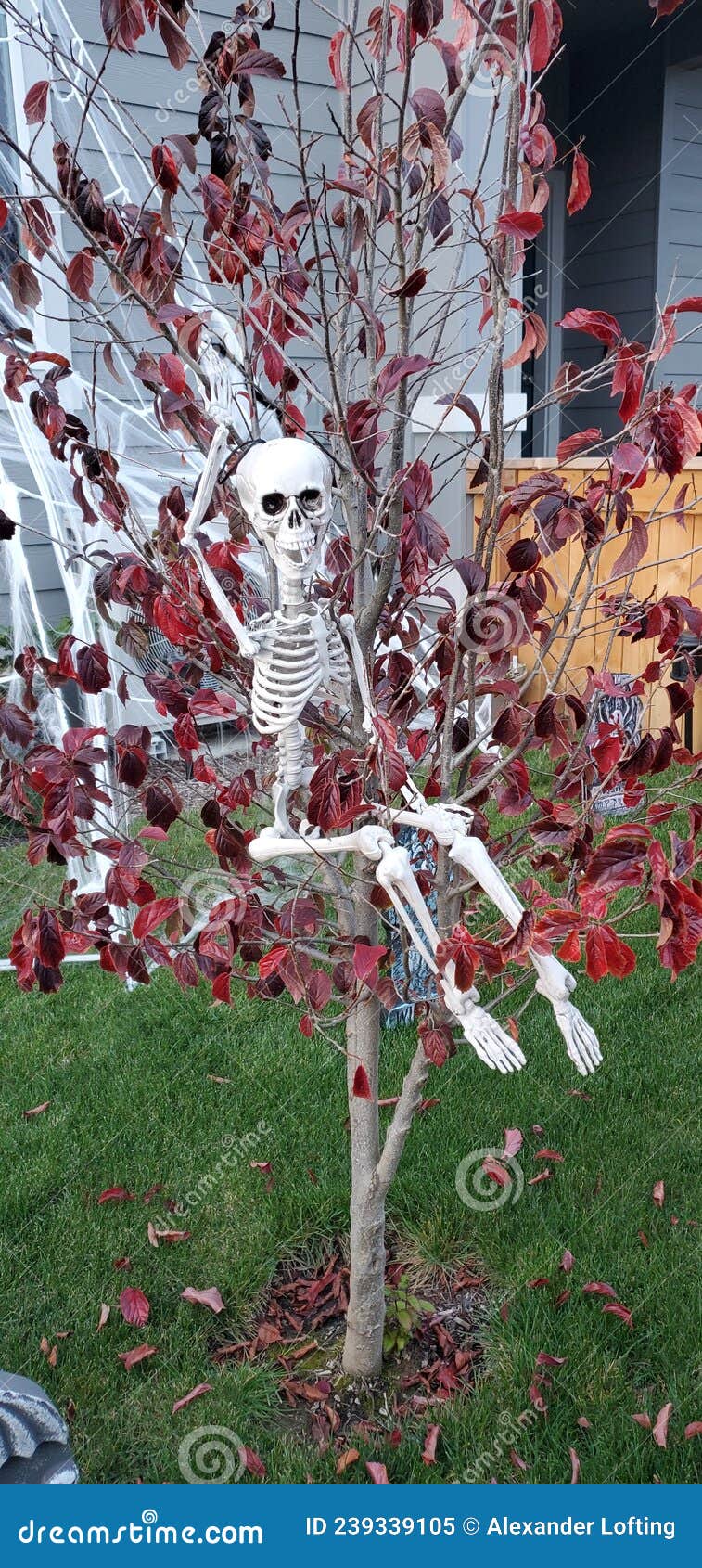 Tree with a Skeleton Relaxing Stock Image - Image of skeleton, tree ...