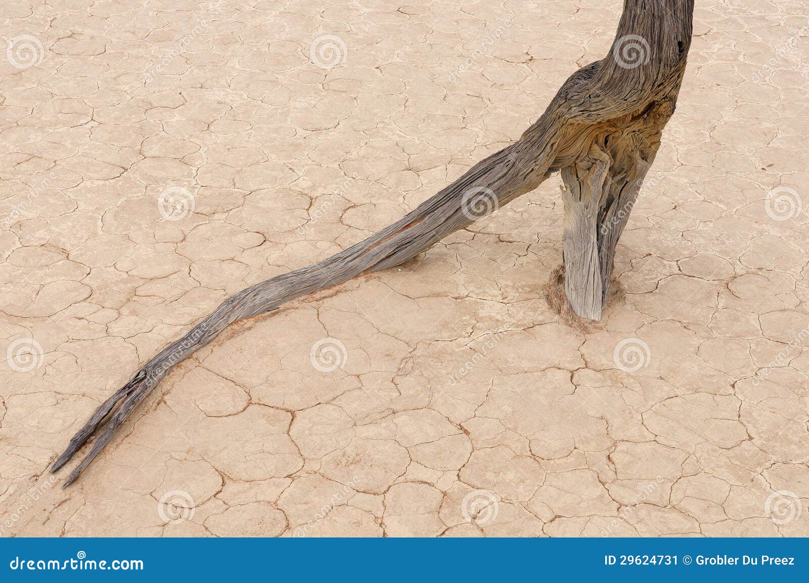 Tree skeleton with root stock image. Image of wild, nature - 29624731