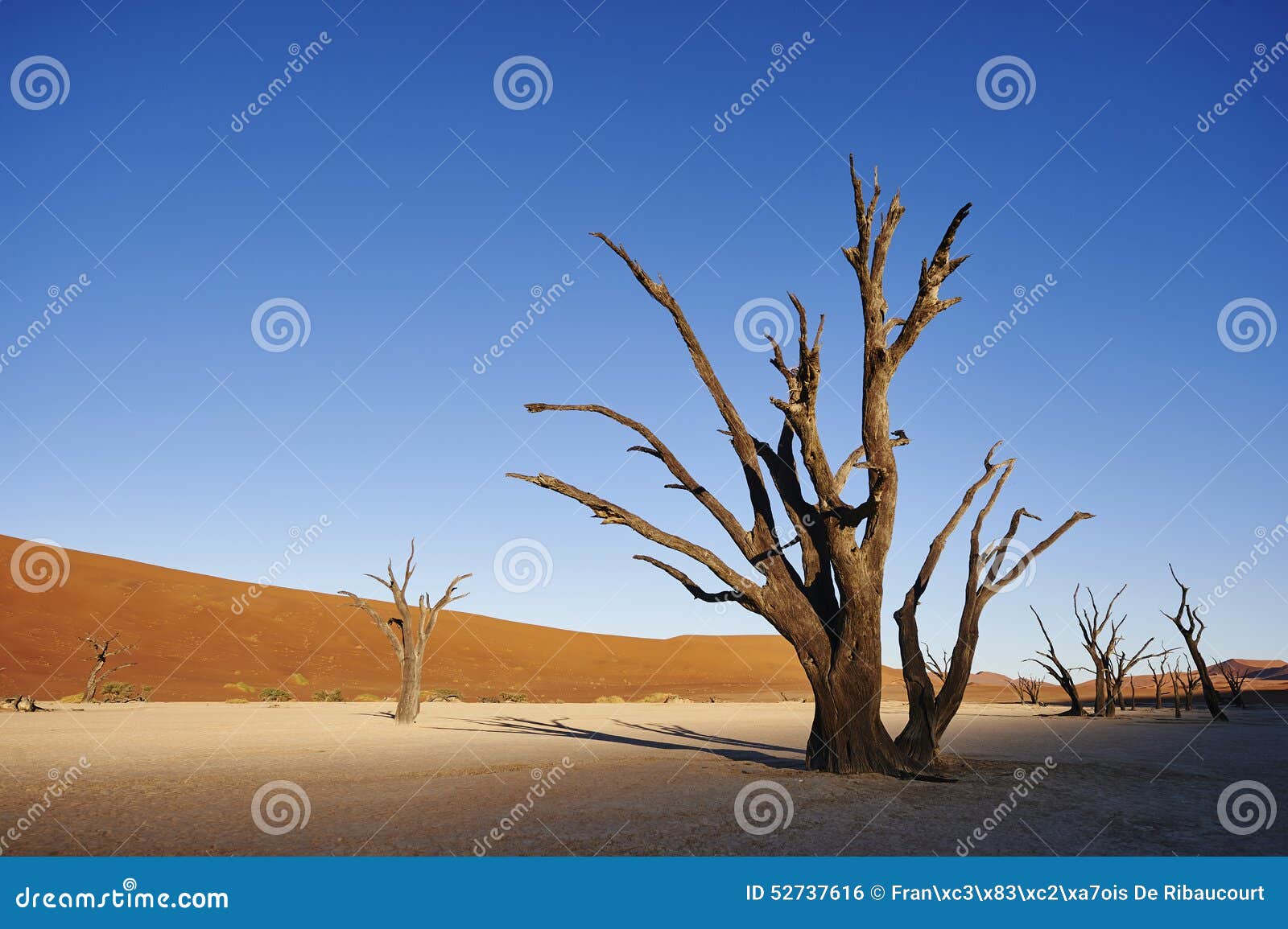 Tree skeleton stock photo. Image of environment, extreme - 52737616