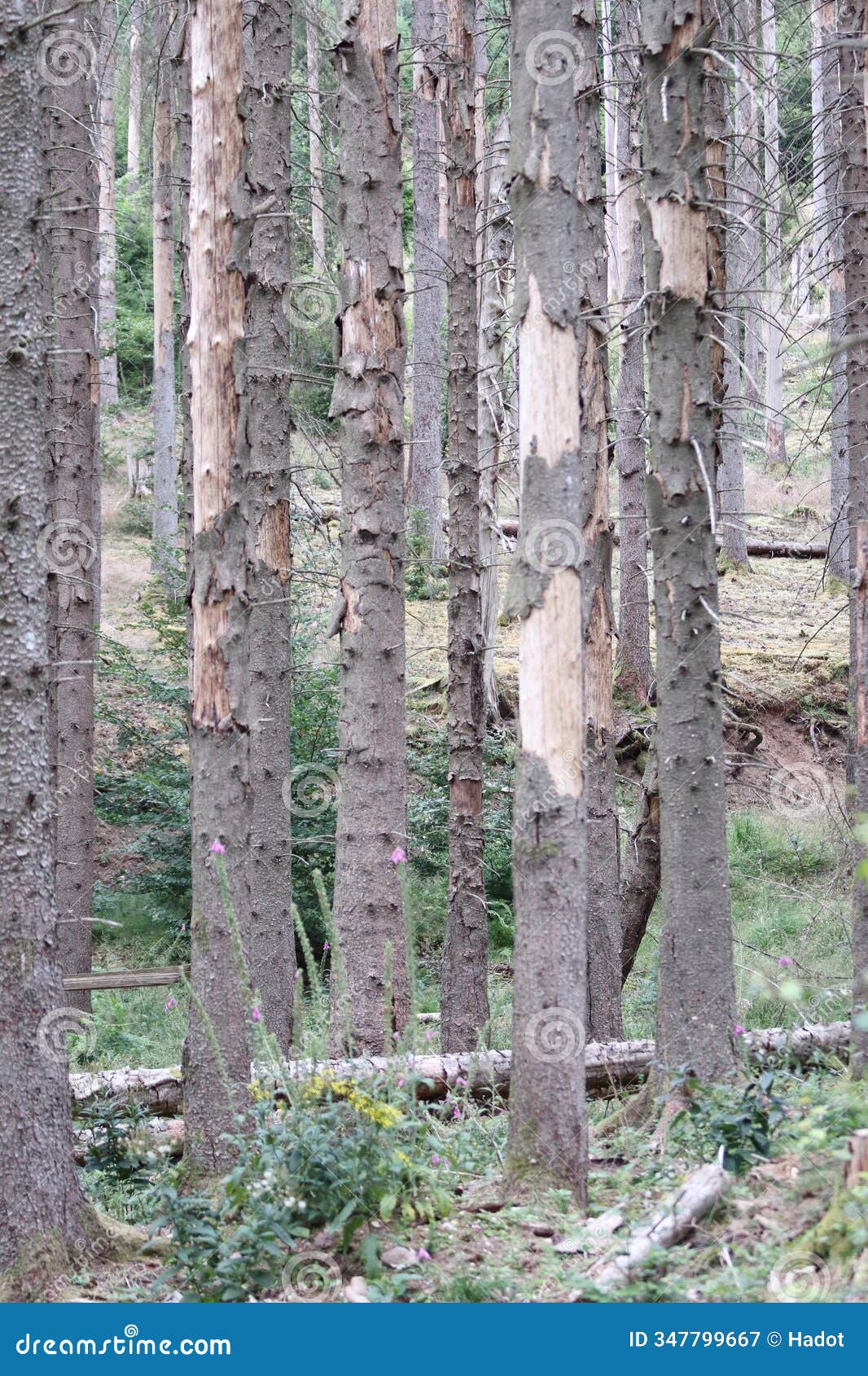 Tree skeleton stock image. Image of nature, bald, deforestation - 347799667